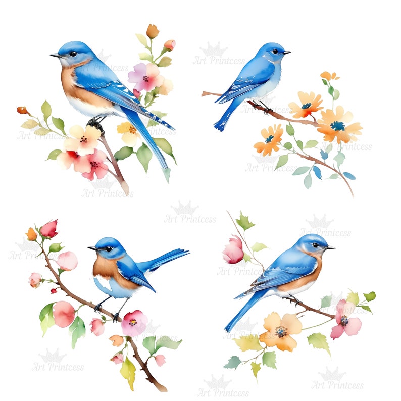 Bluebird Watercolor Gouache Clipart 40 PNG Digital Download Bundle Free ...