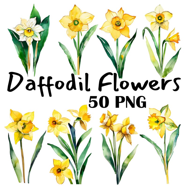 Daffodil Watercolor Clipart: Spring Floral PNG Bundle (50 Files) - Etsy