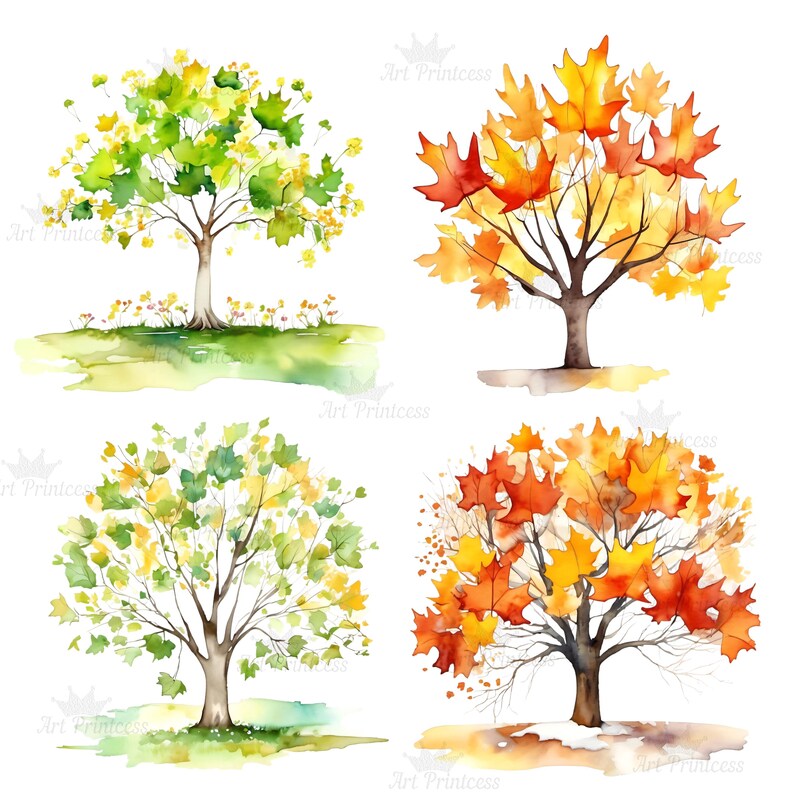 Sycamore Tree Watercolor 4 Seasons Clipart 36 PNG Sycamore Tree ...
