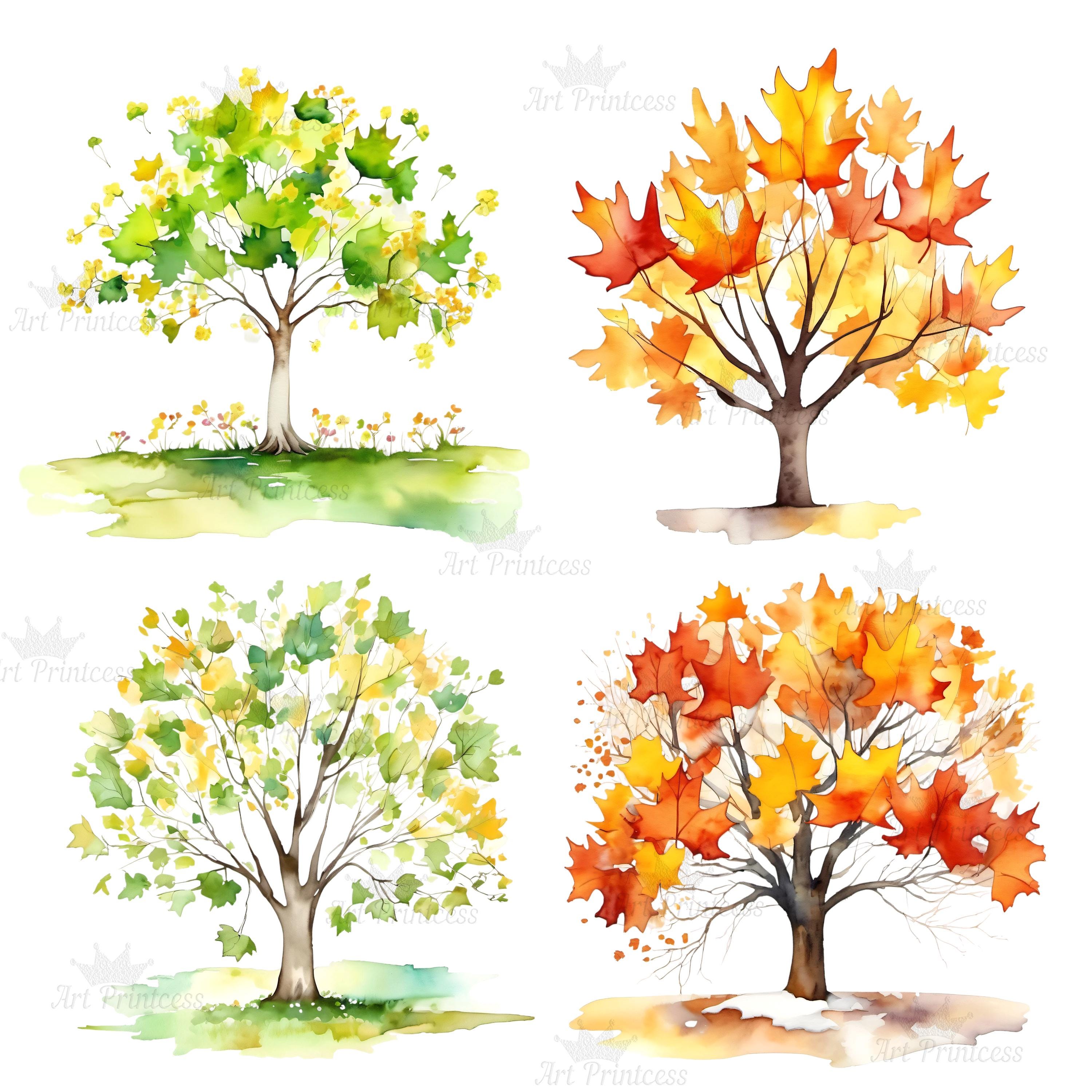 Sycamore Tree Watercolor 4 Seasons Clipart 36 PNG Sycamore Tree ...