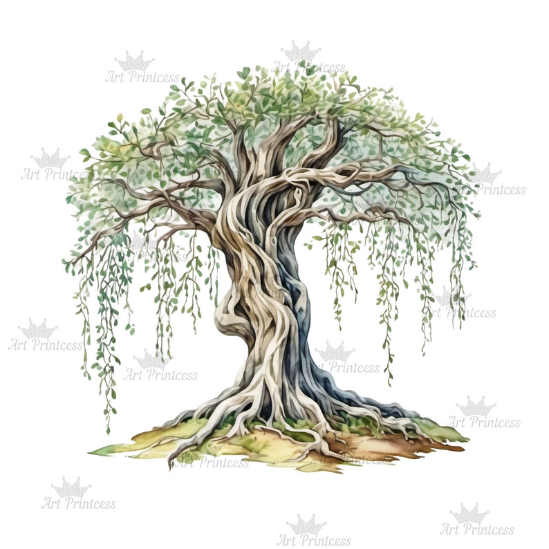 Ancient Watercolor Weeping Willow Tree Clipart PNG Willow Tree Graphics ...