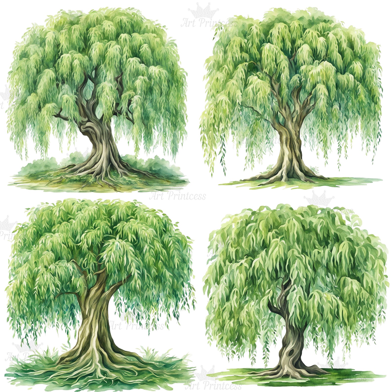 Watercolor Weeping Willow Tree Clipart PNG Willow Tree Graphics ...