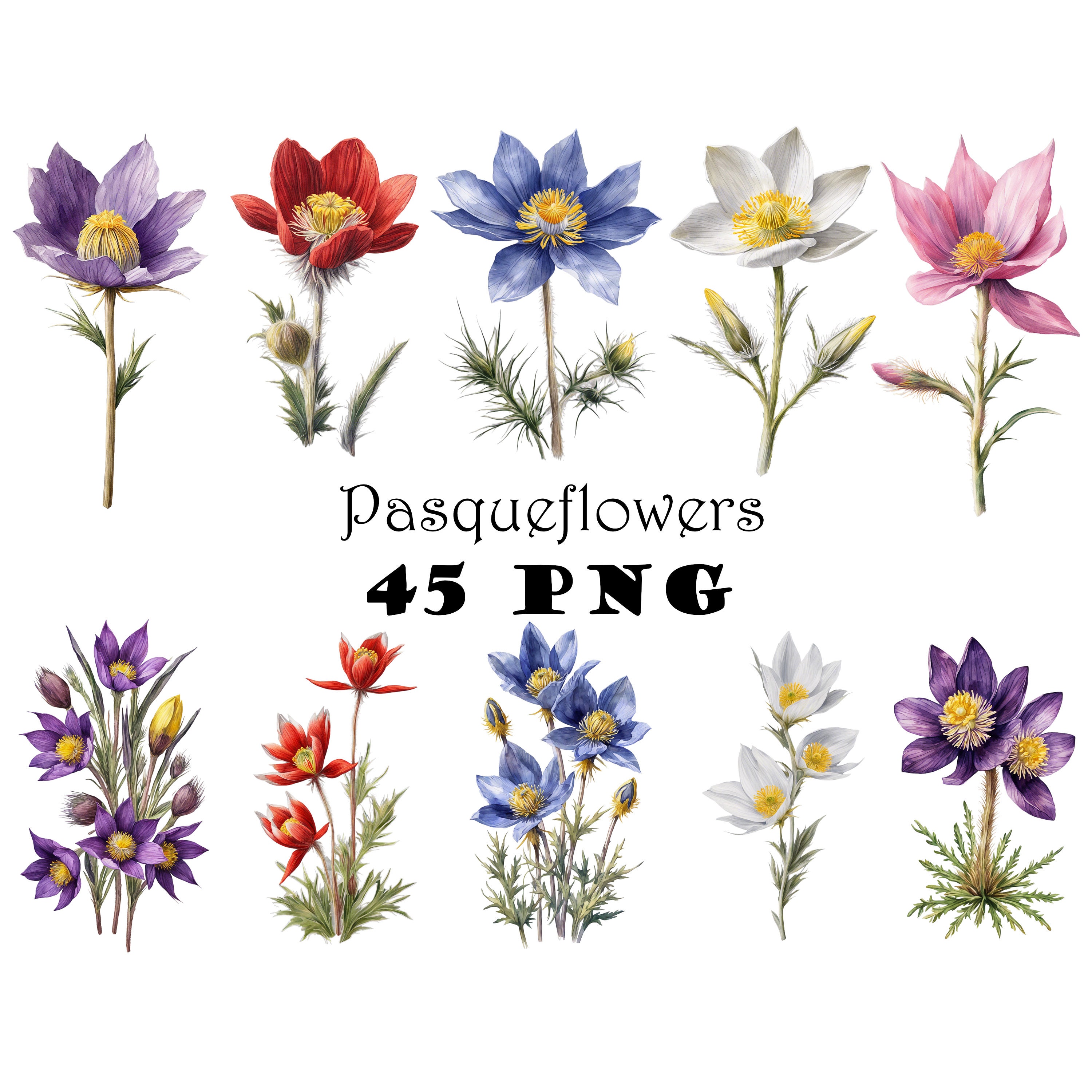 Pasqueflower Watercolor Clipart PNG Easter Flower Design Elements ...