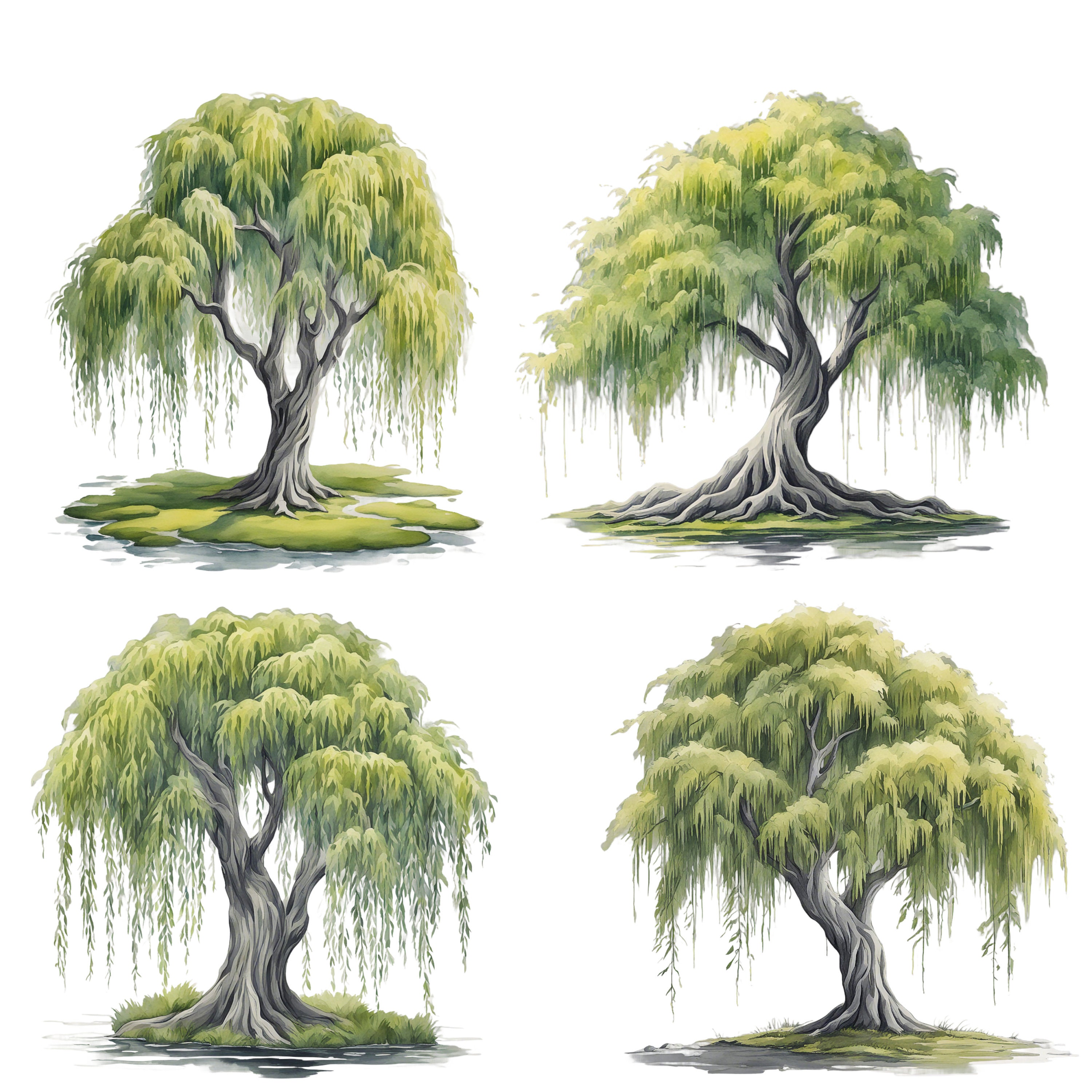 Watercolor Weeping Willow Tree Clipart PNG Willow Tree Graphics ...