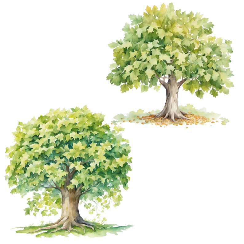 Sycamore Tree Watercolor 4 Seasons Clipart PNG Sycamore Tree ...