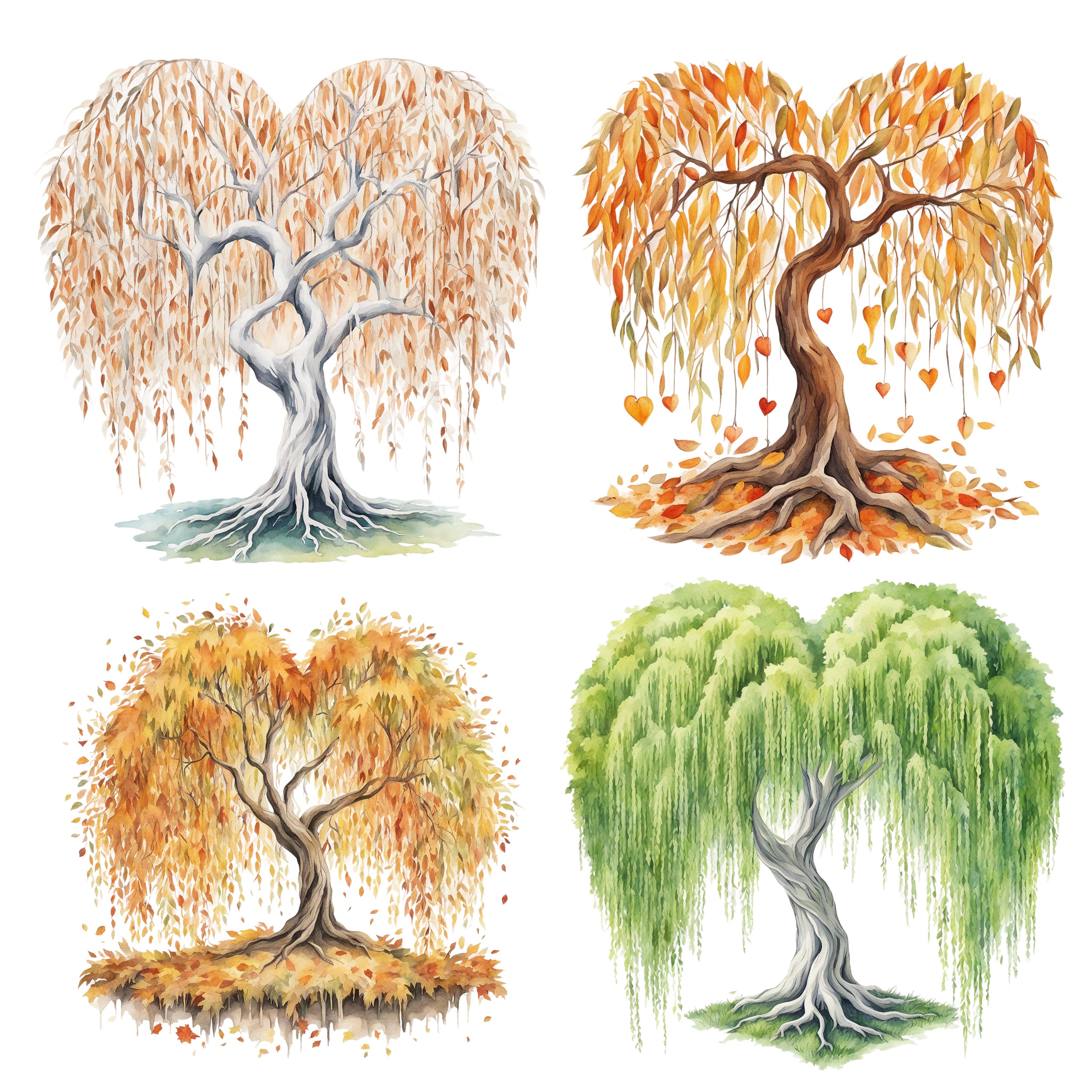 Weeping Willow Tree Heart Shaped Watercolor Clipart PNG Bundle Romantic ...