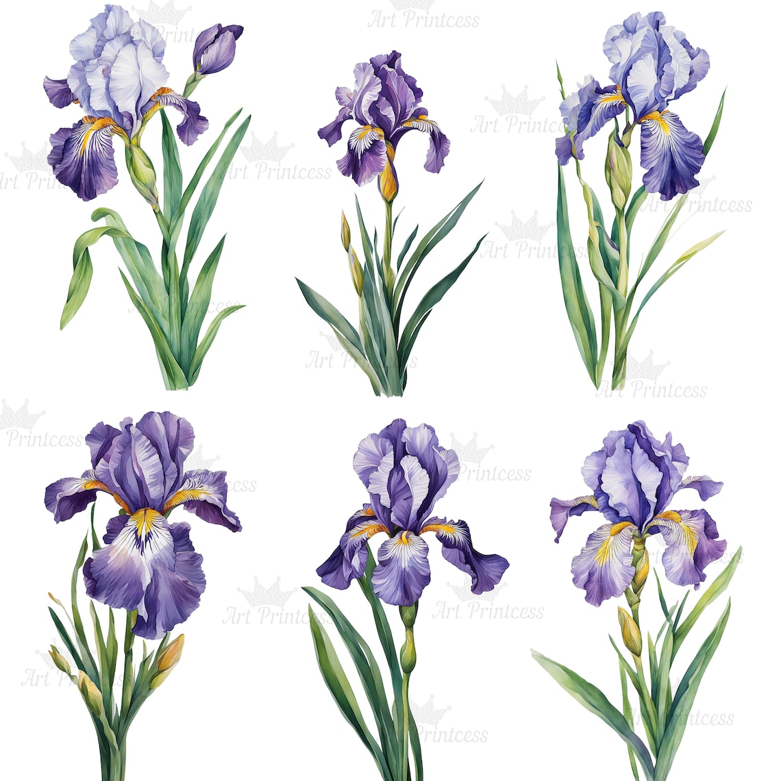 Watercolor Iris Flower Clipart PNG White Purple Pink Golden Iris Flower Digital Download ...