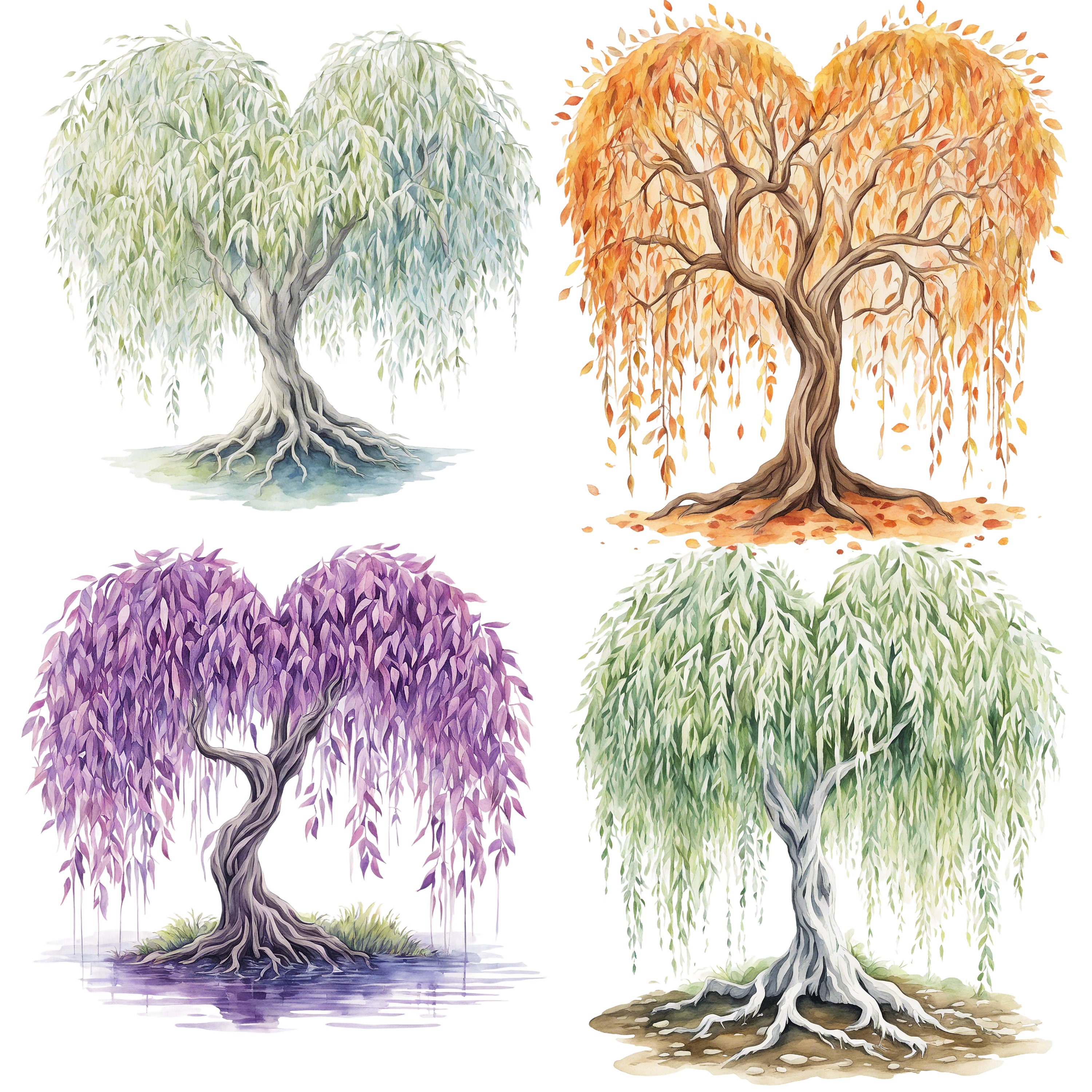 Weeping Willow Tree Heart Shaped Watercolor Clipart PNG Bundle Romantic ...