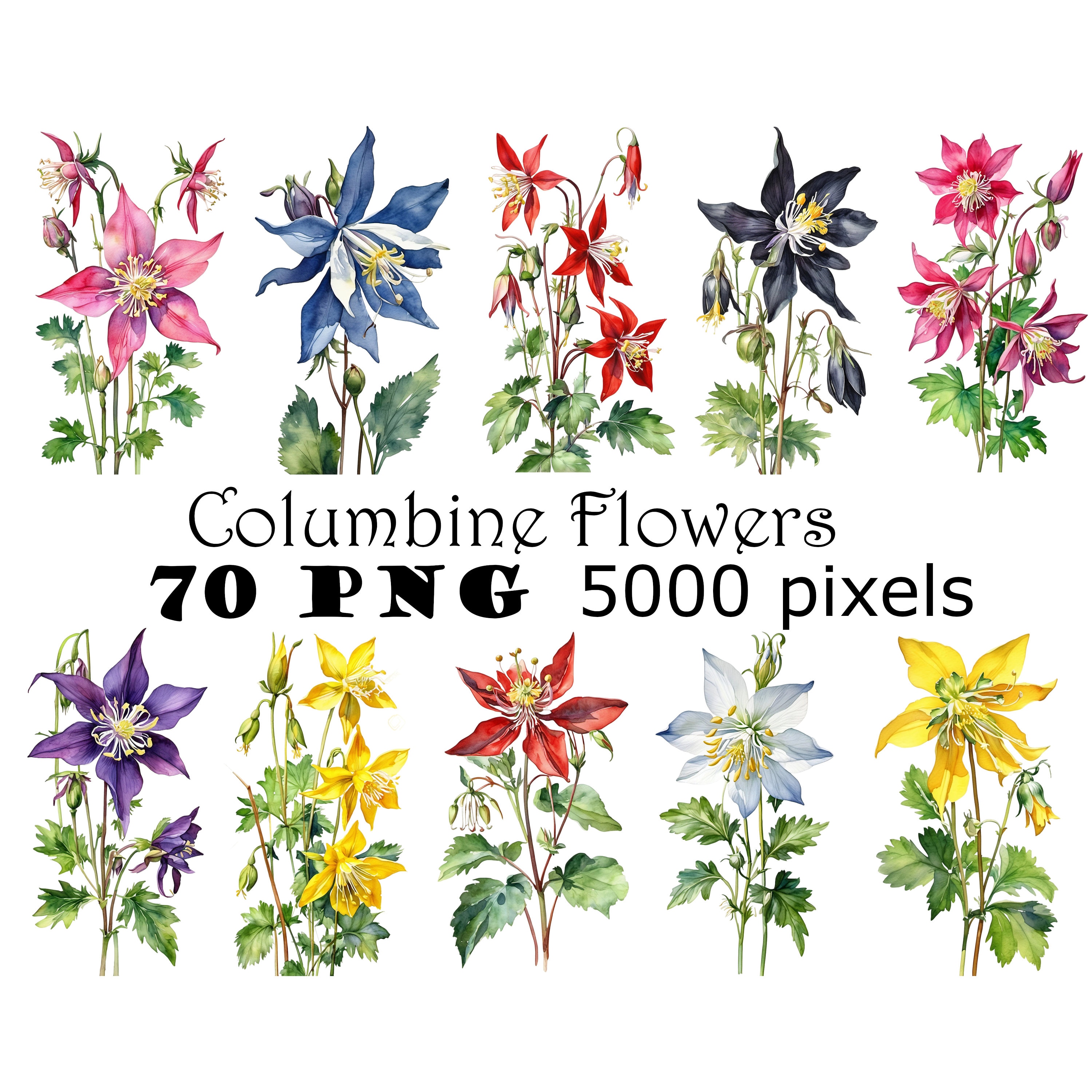 Columbine Flowers Watercolor Clipart PNG Digital Download Bundle Granny ...