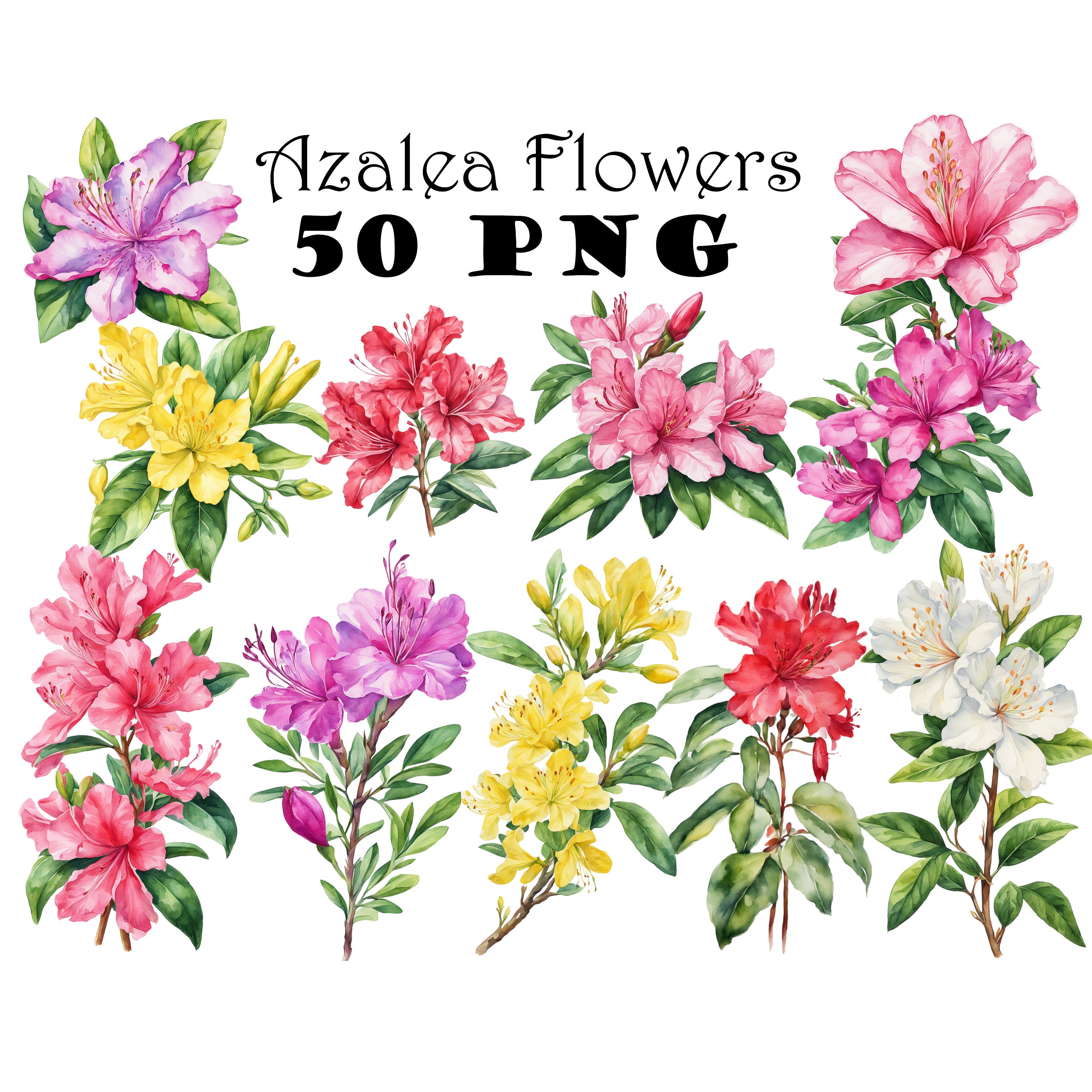 Azalea Flower Watercolor Clipart PNG Gladiolus Flower Illustrations ...