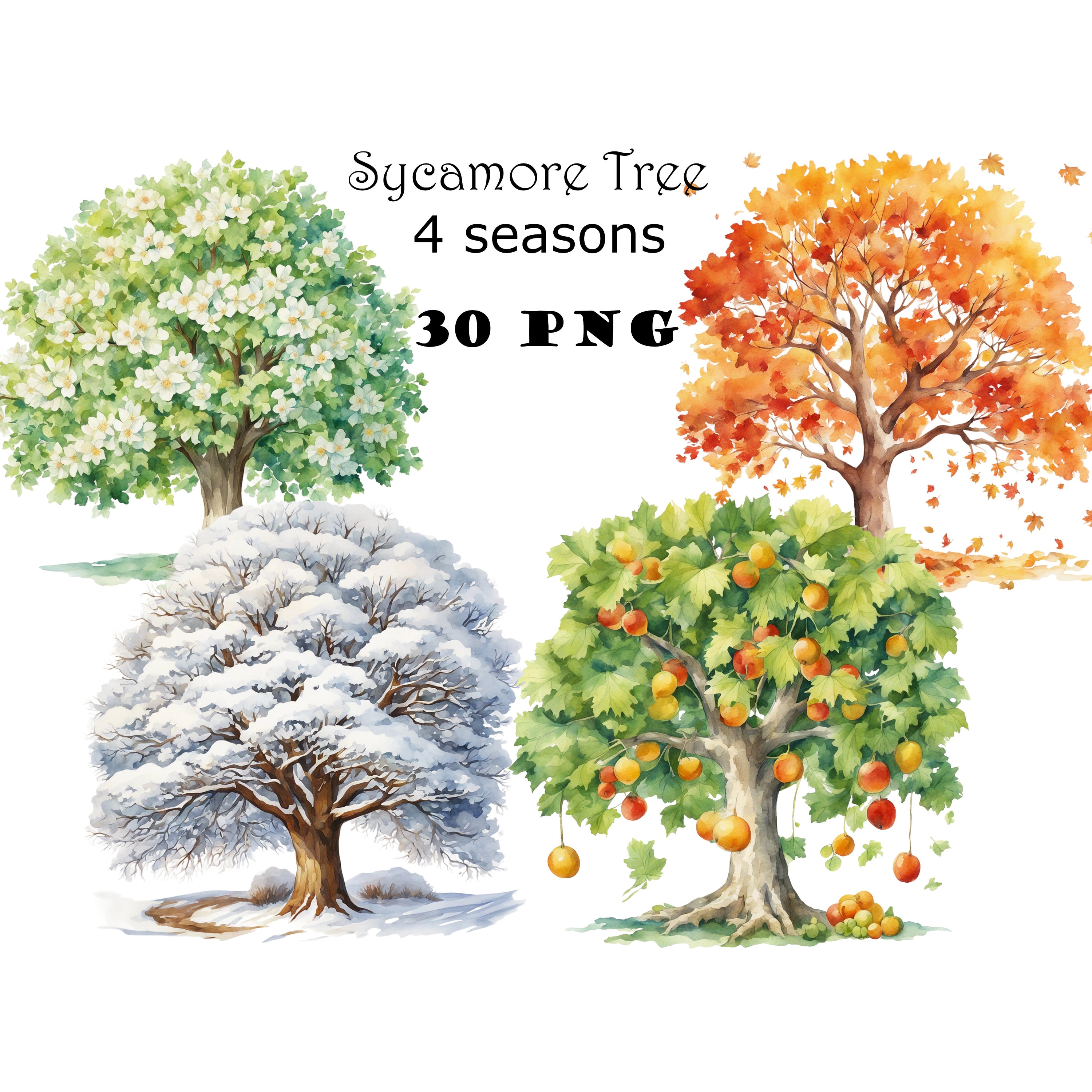 Sycamore Tree Watercolor 4 Seasons Clipart PNG Sycamore Tree ...