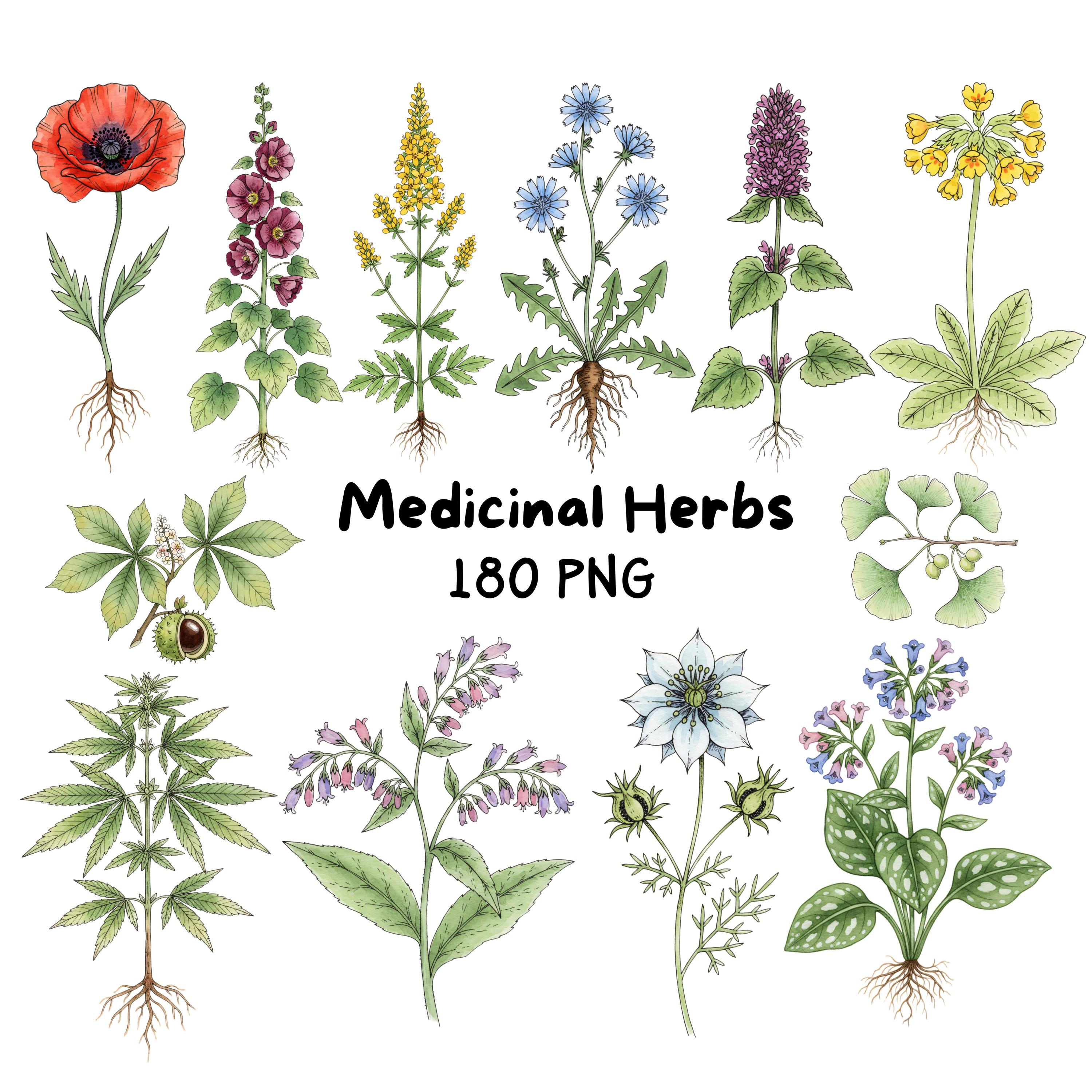 Medicinal Herbs Clipart PNG Bundle Vintage Herbal Apothecary Digital ...