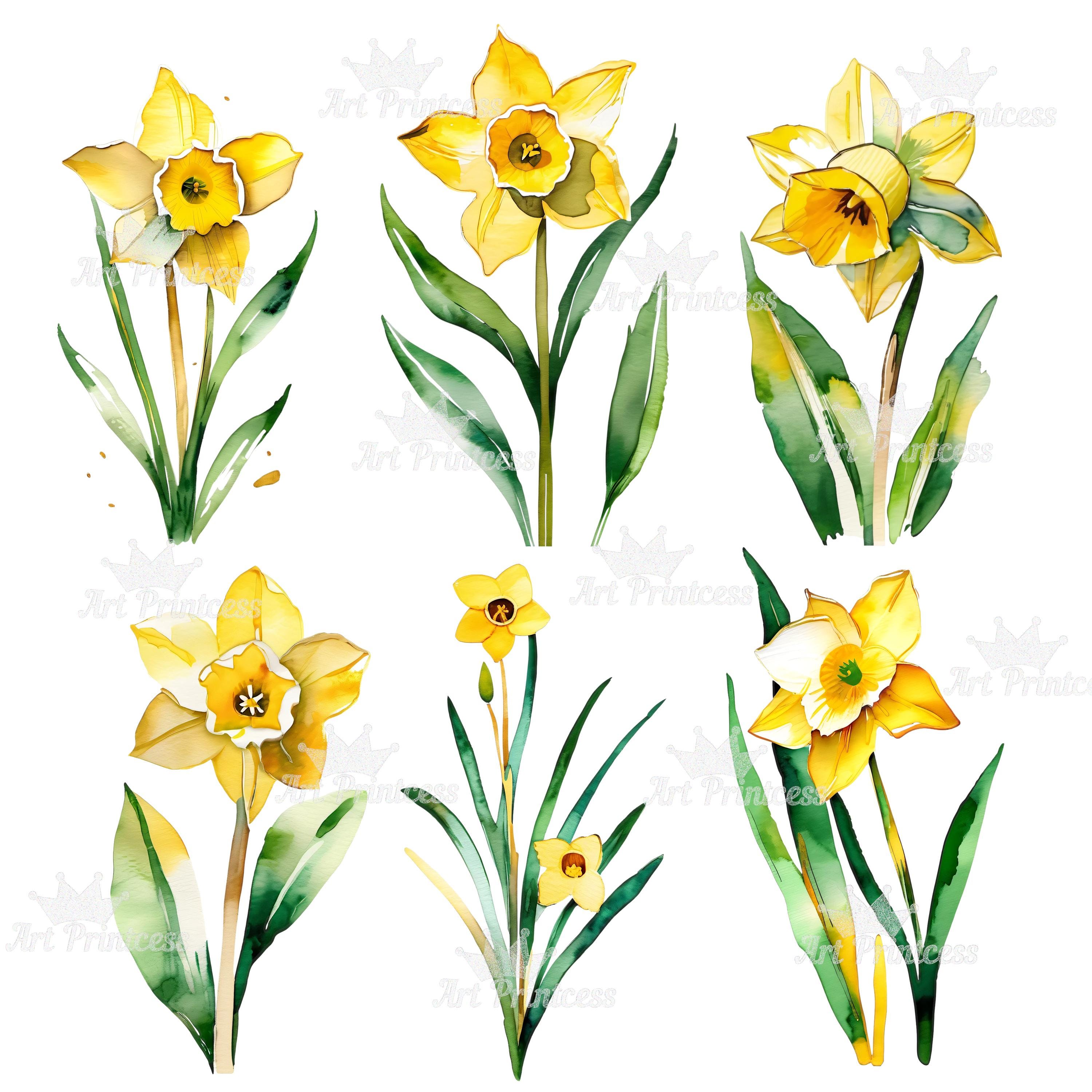 Daffodil Watercolor Clipart: Spring Floral PNG Bundle (50 Files) - Etsy