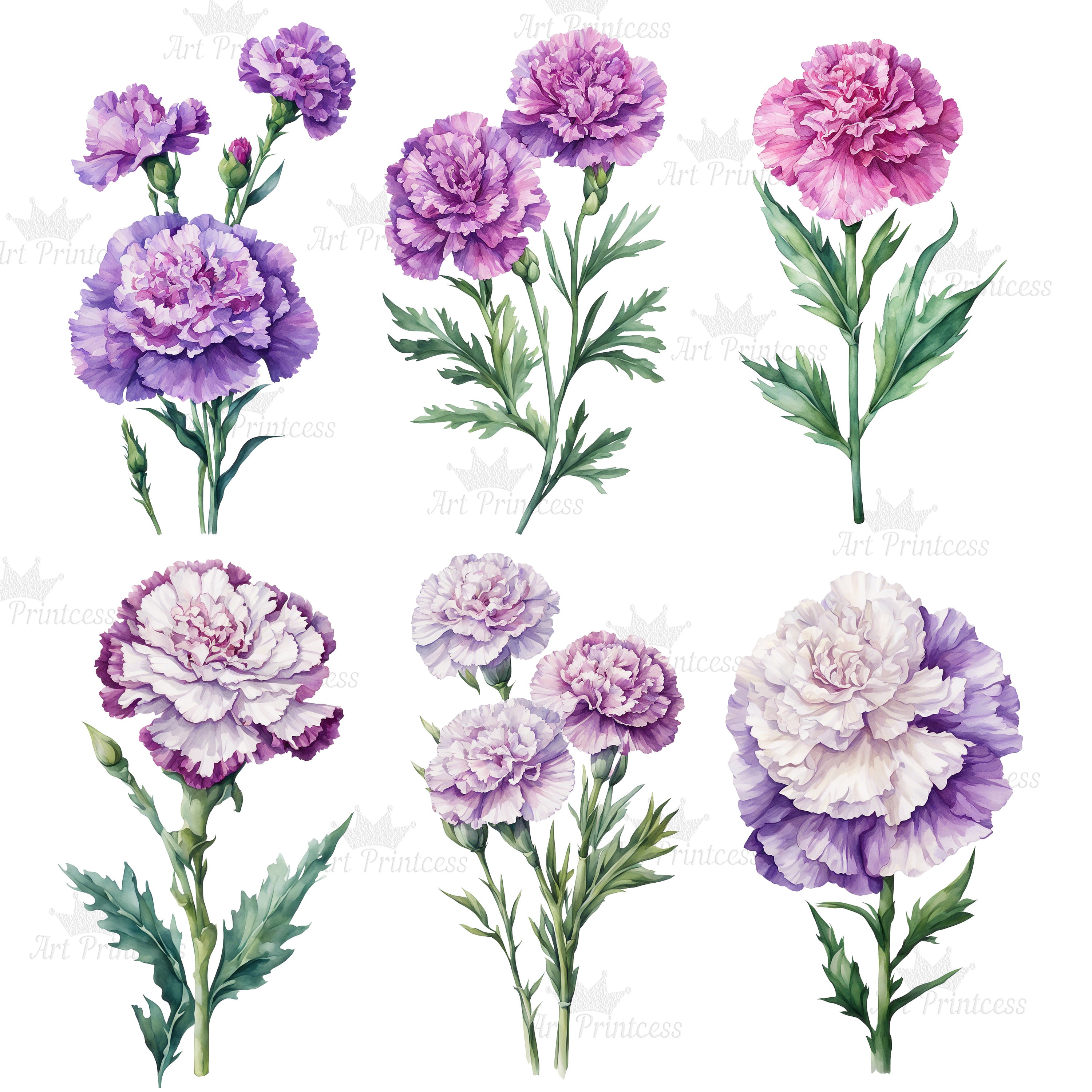 Carnation Flower Watercolor Clipart PNG Bundle Purple Red Yellow White ...