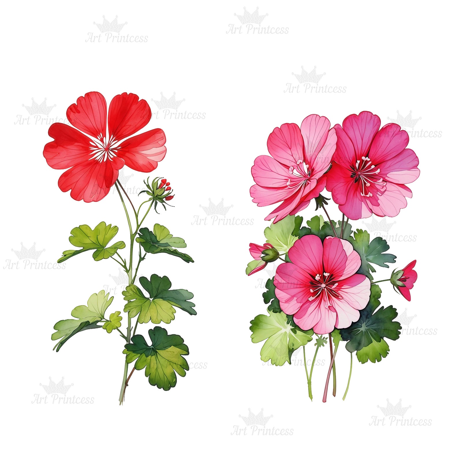 Watercolor Geranium Flower Clipart 50 PNG Red Purple White Pink ...