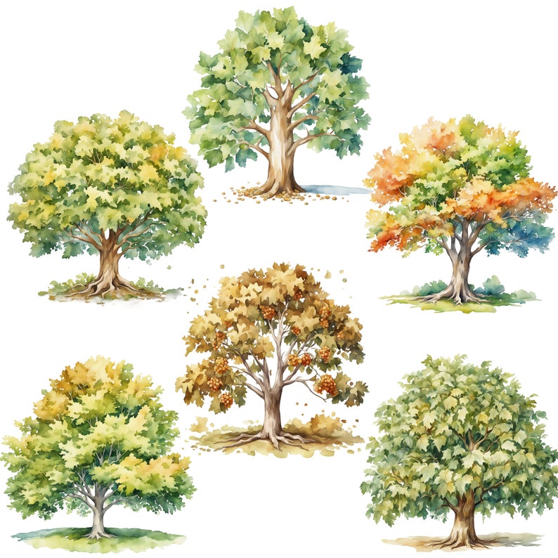 Sycamore Tree Watercolor 4 Seasons Clipart PNG Sycamore Tree ...