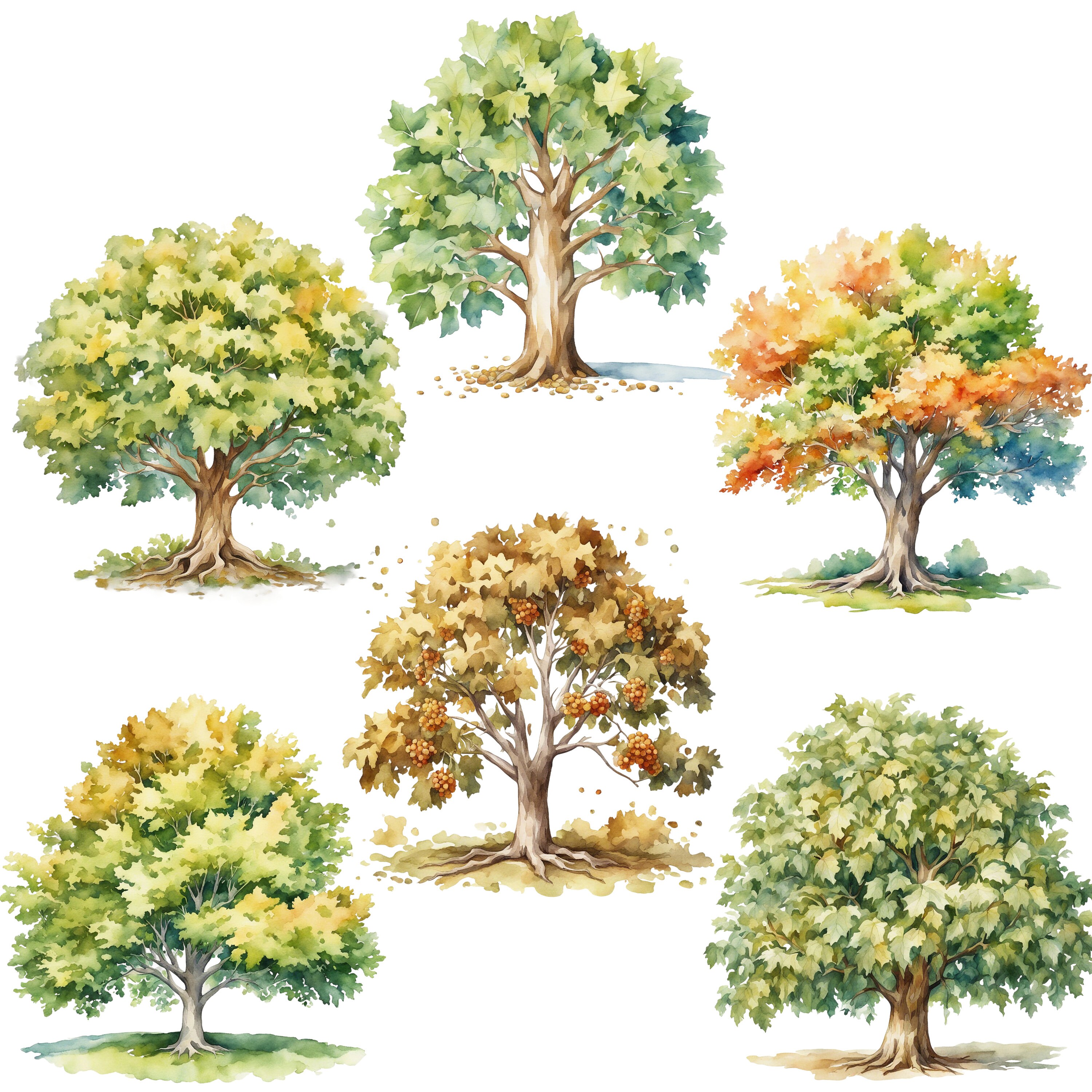 Sycamore Tree Watercolor 4 Seasons Clipart PNG Sycamore Tree ...