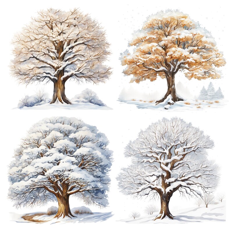 Sycamore Tree Watercolor 4 Seasons Clipart PNG Sycamore Tree ...