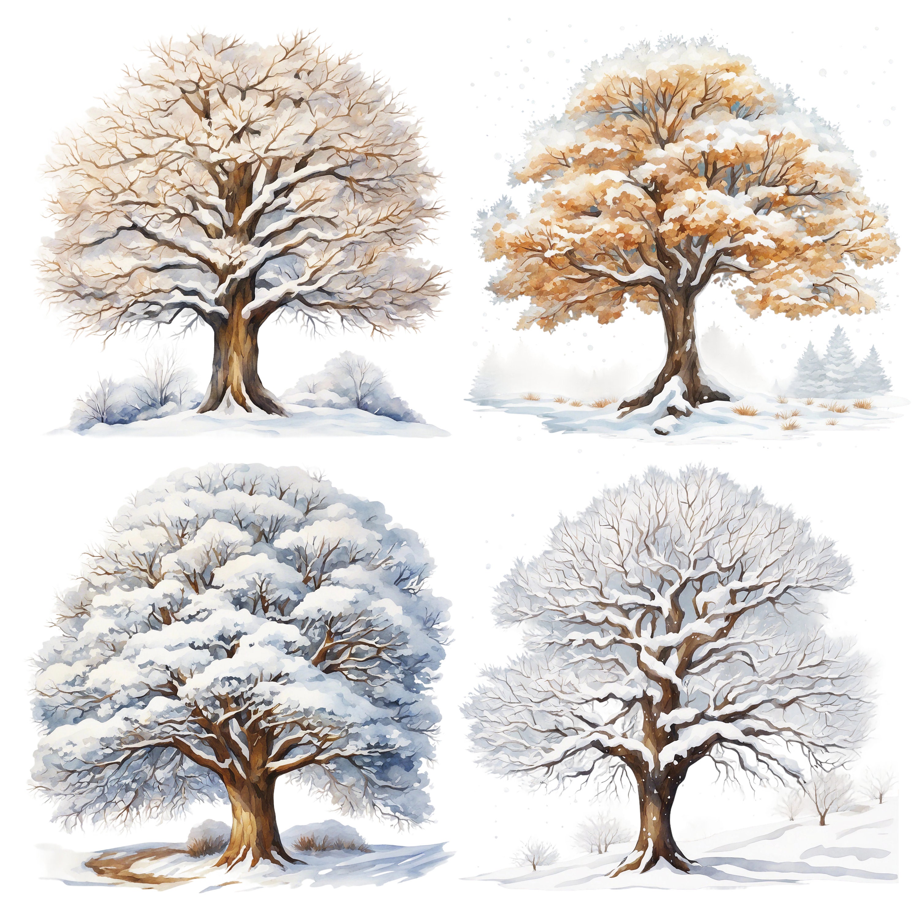 Sycamore Tree Watercolor 4 Seasons Clipart PNG Sycamore Tree ...