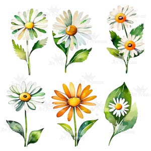Daisy Flowers Watercolor PNG Clipart Bundle Digital Download Abstract ...