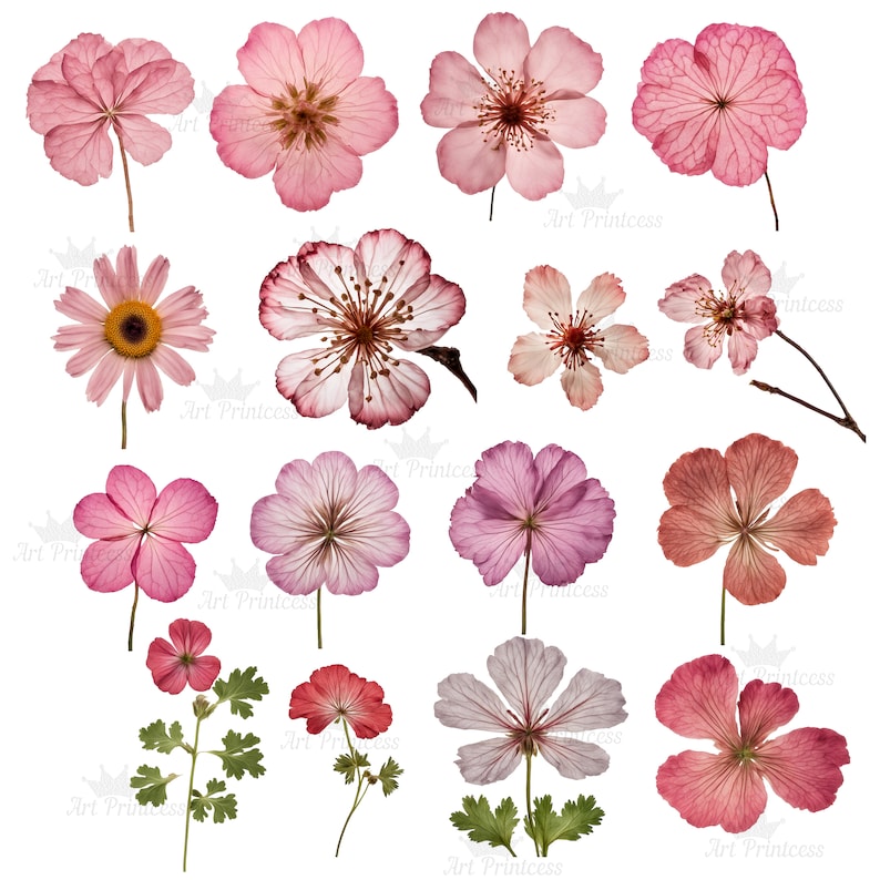 Real Dried Pressed Wildflowers Photo Clipart Bundle PNG Dried Plants ...