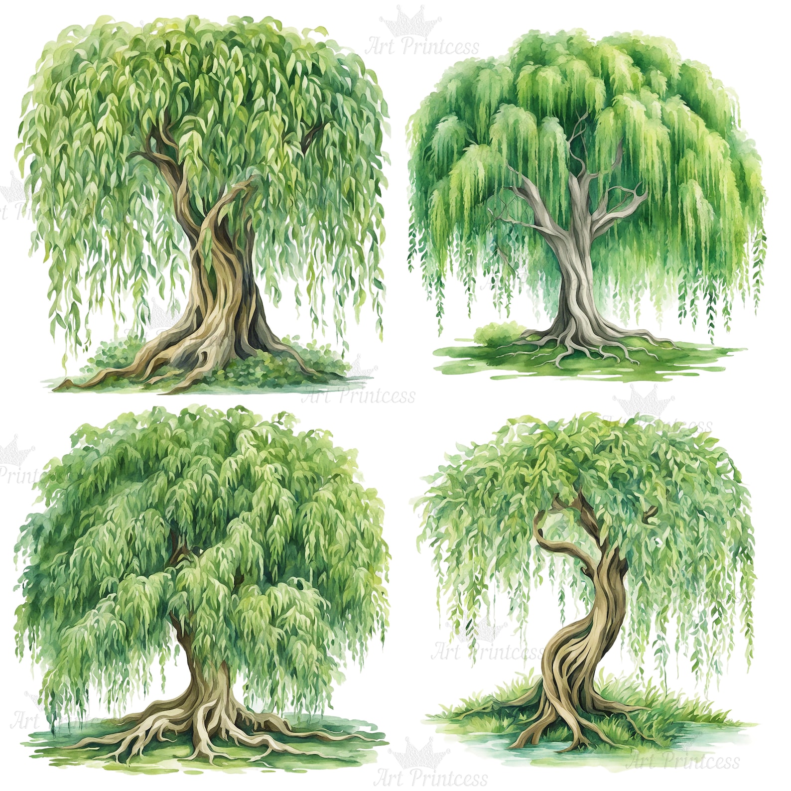 Watercolor Weeping Willow Tree Clipart PNG Willow Tree Graphics ...
