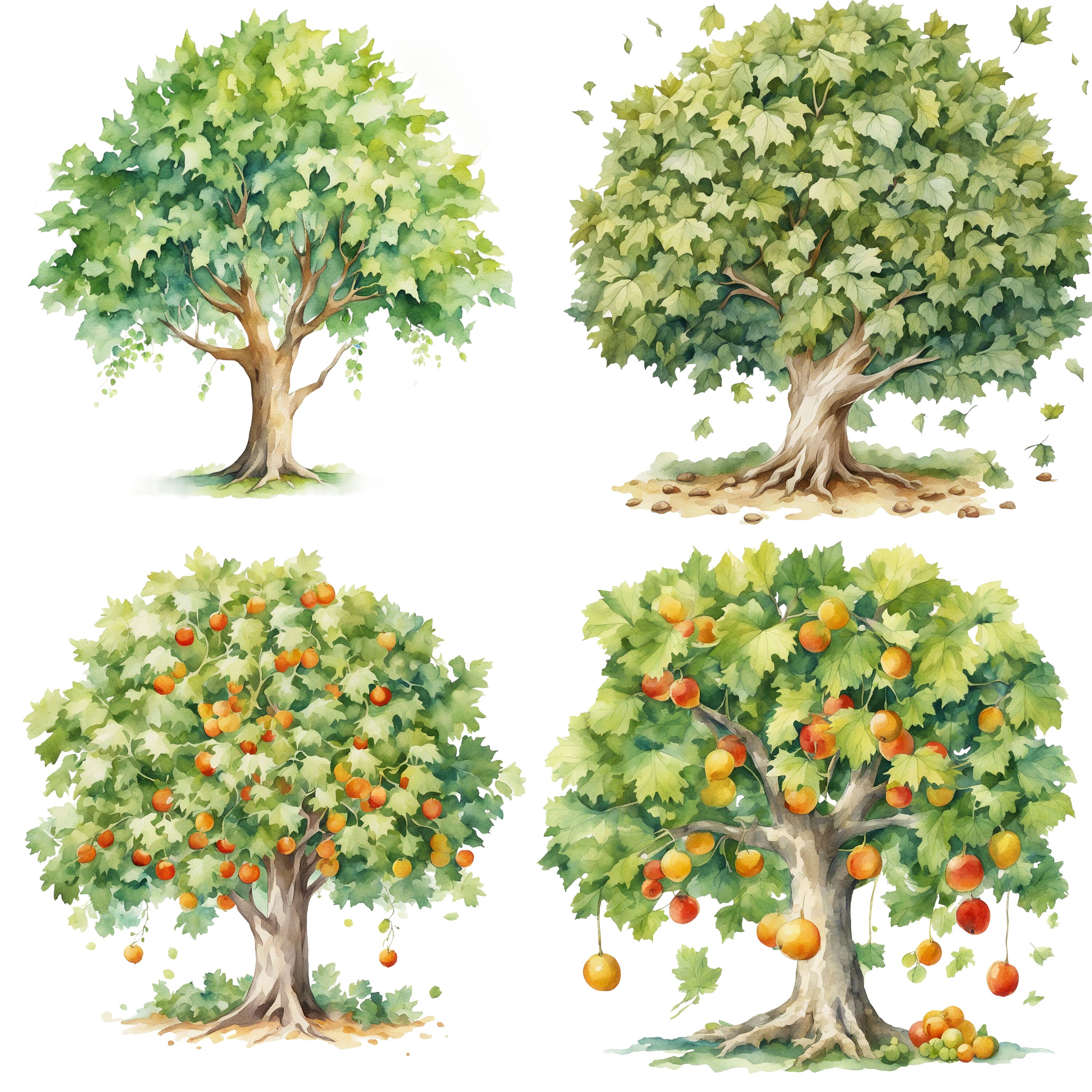 Sycamore Tree Watercolor 4 Seasons Clipart PNG Sycamore Tree ...