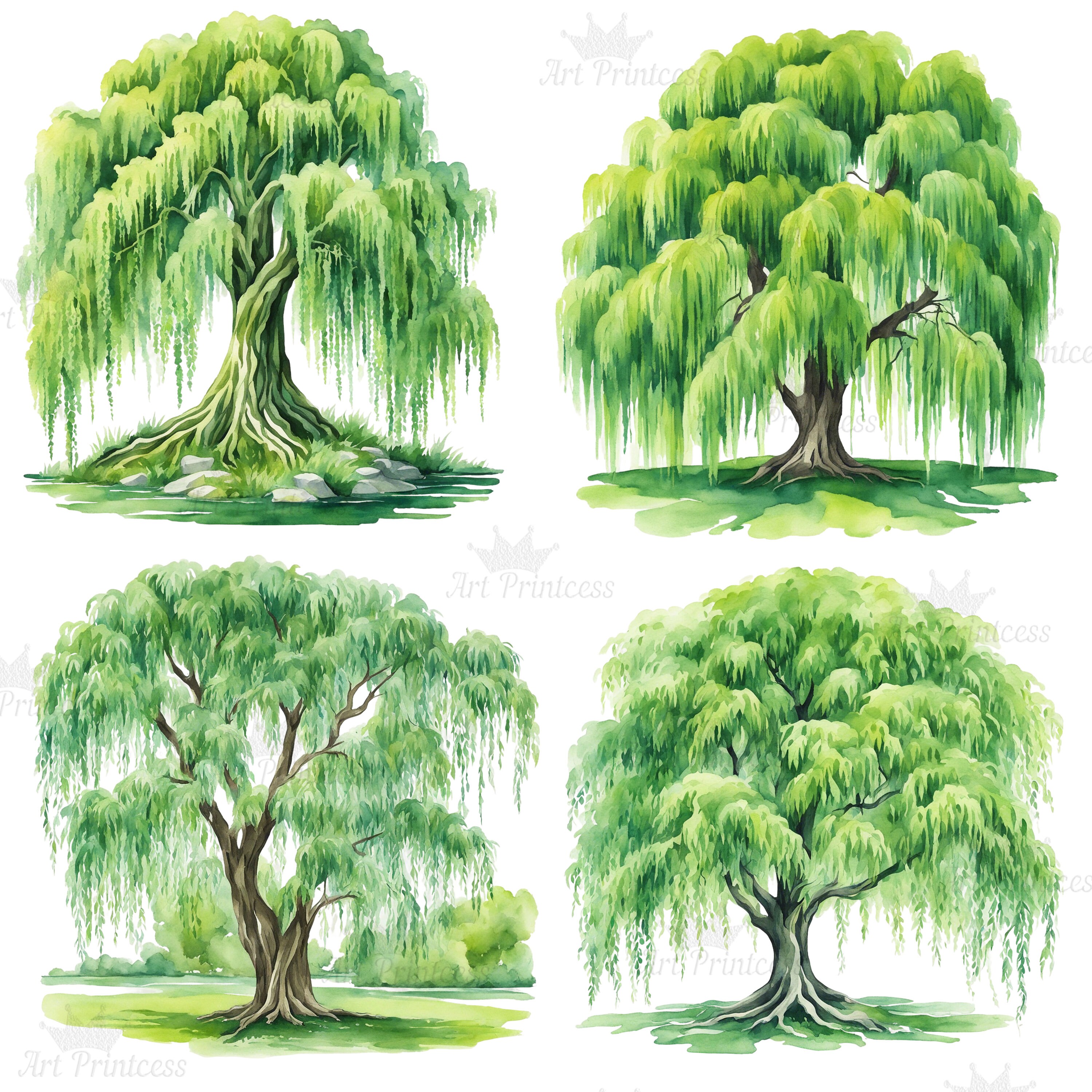 Watercolor Weeping Willow Tree Clipart PNG Willow Tree Graphics ...