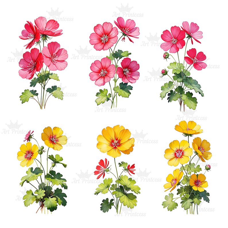 Watercolor Geranium Flower Clipart 50 PNG Red Purple White Pink ...