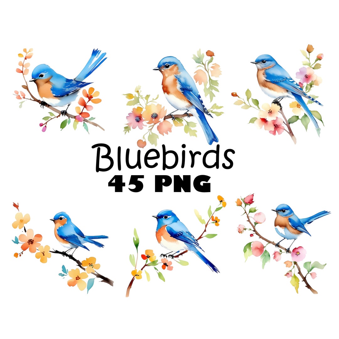 Bluebird Watercolor Gouache Clipart 40 PNG Digital Download Bundle Free ...