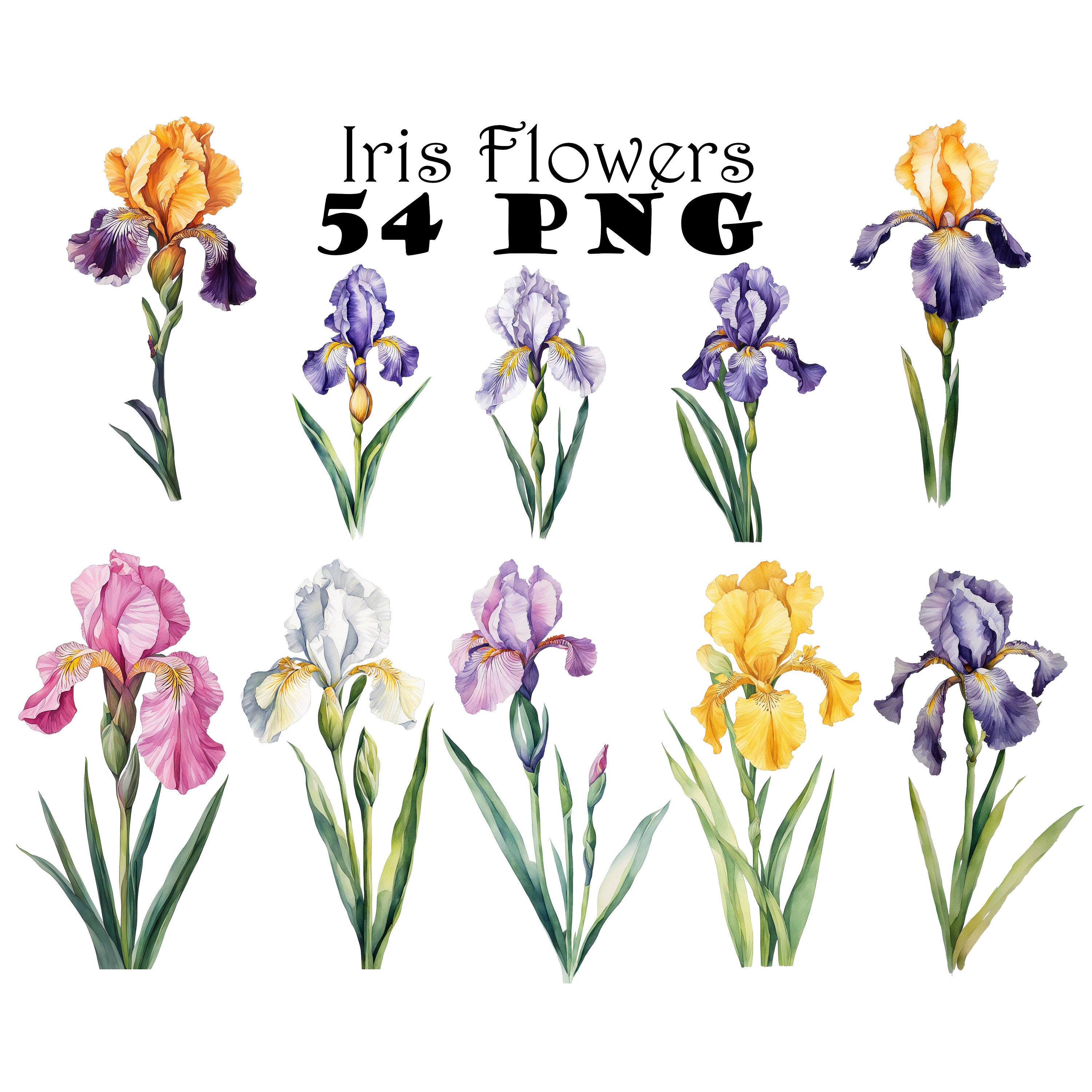 Watercolor Iris Flower Clipart PNG White Purple Pink Golden Iris Flower Digital Download ...