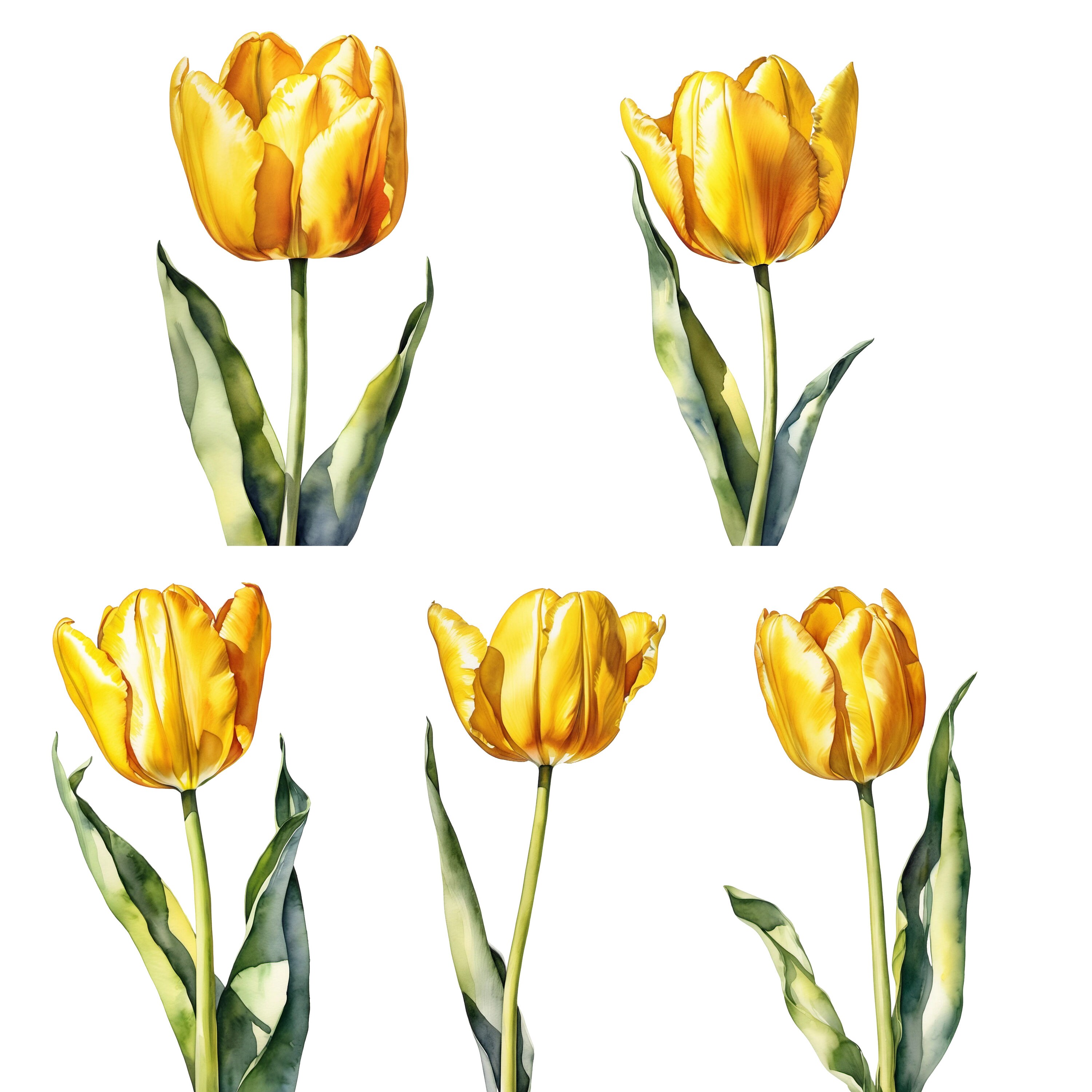 Tulip Flower Watercolor Clipart PNG Tulip Flower Single Stalks ...
