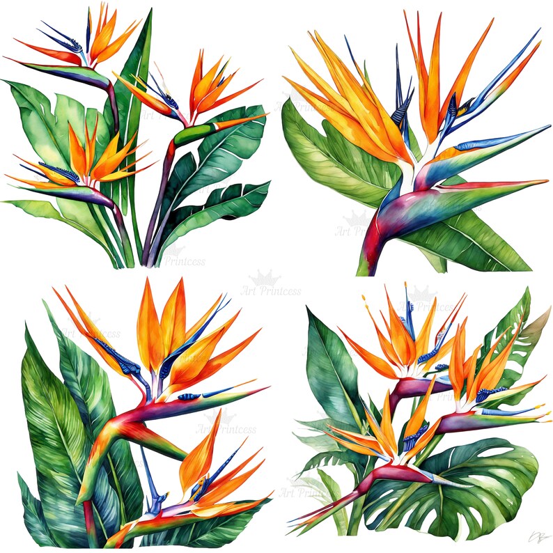 Birds of Paradise Watercolor Clipart PNG Tropical Flowers Design ...