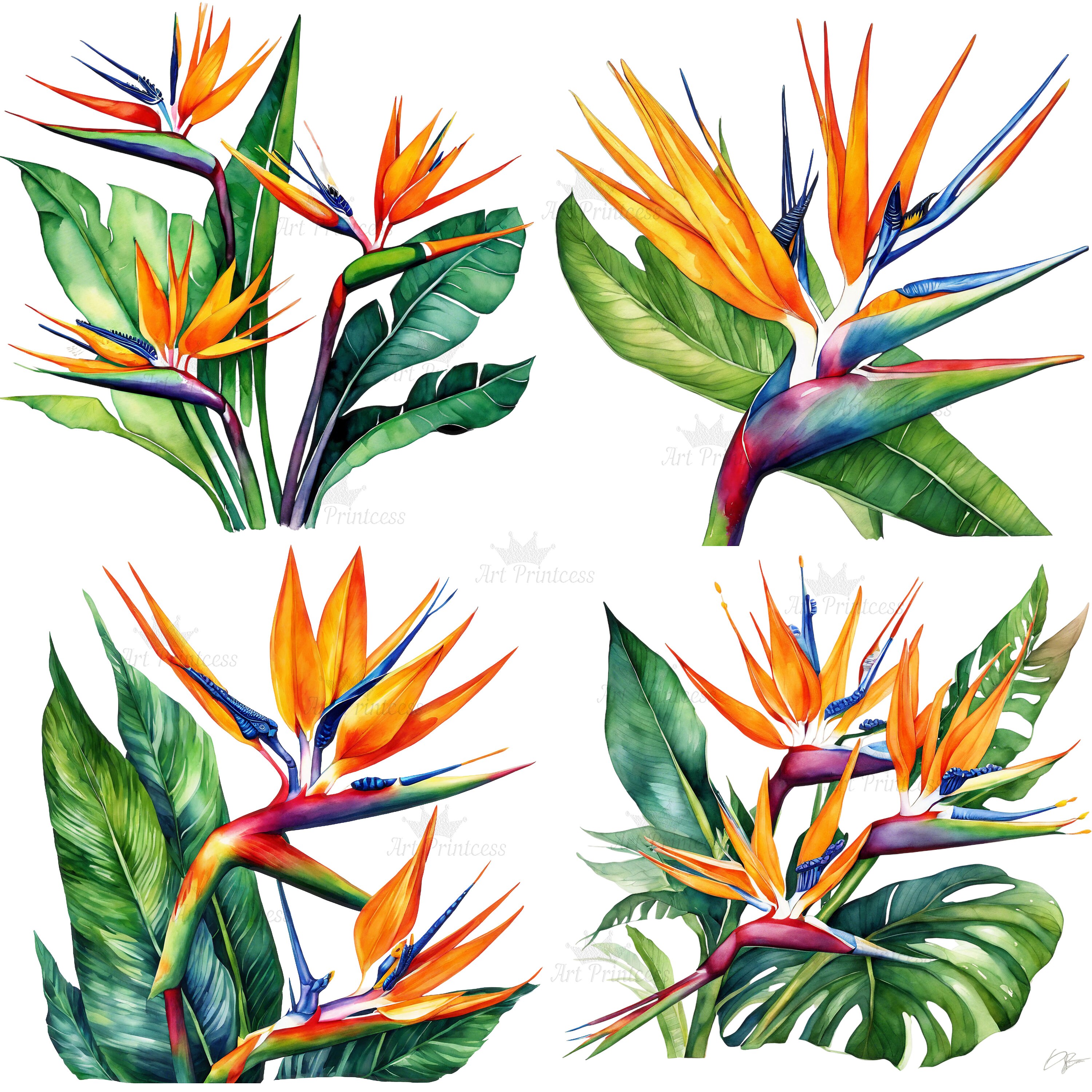 Birds of Paradise Watercolor Clipart PNG Tropical Flowers Design ...