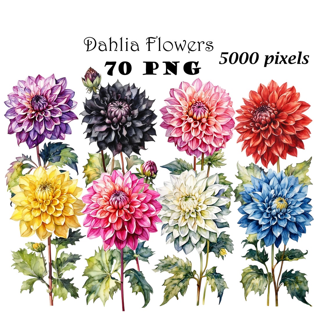 Dahlia Flower Clipart PNG Watercolor Dahlia Flower Clipart Digital ...