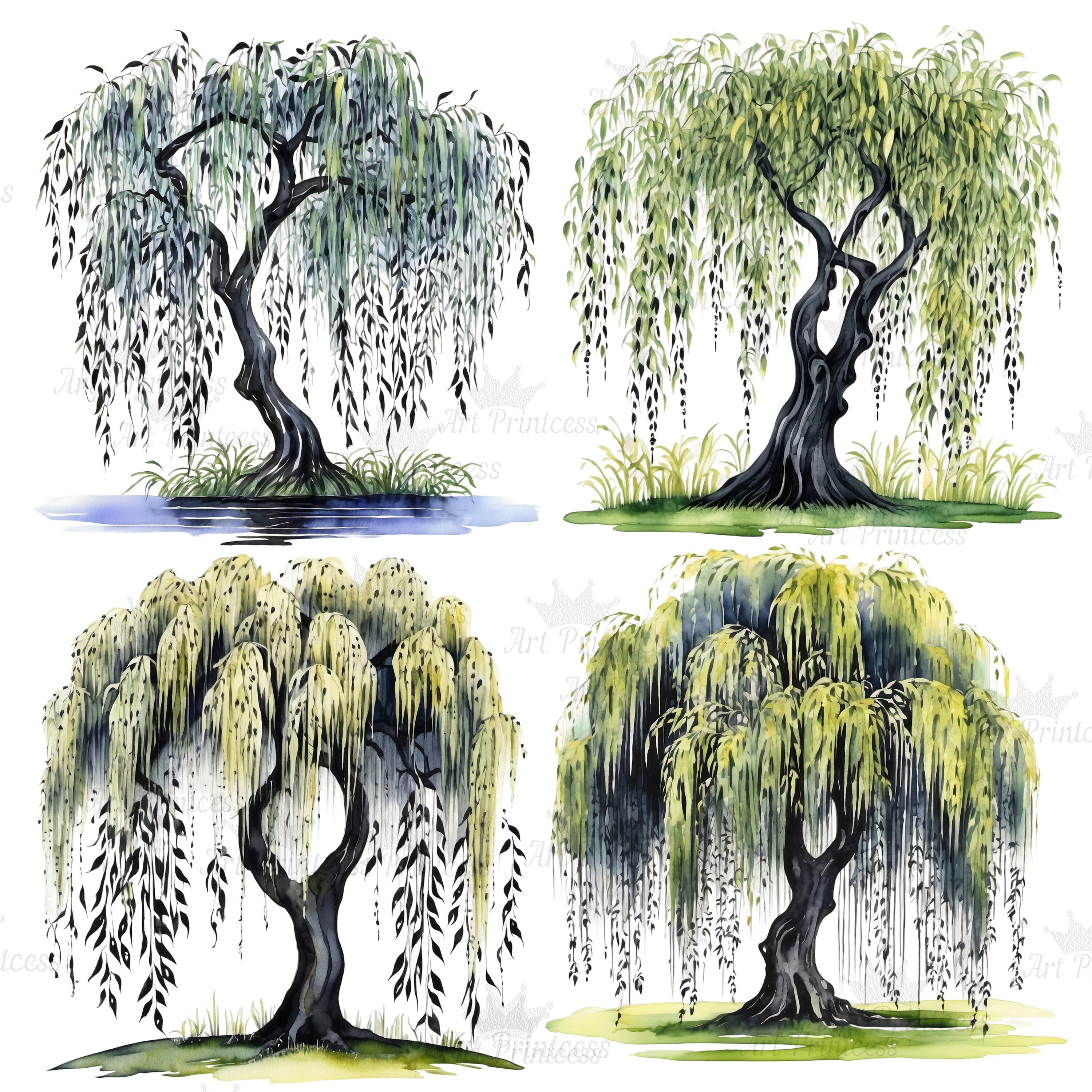 Colorful Weeping Willow Tree Clipart Bundle PNG Willow Anniversary ...