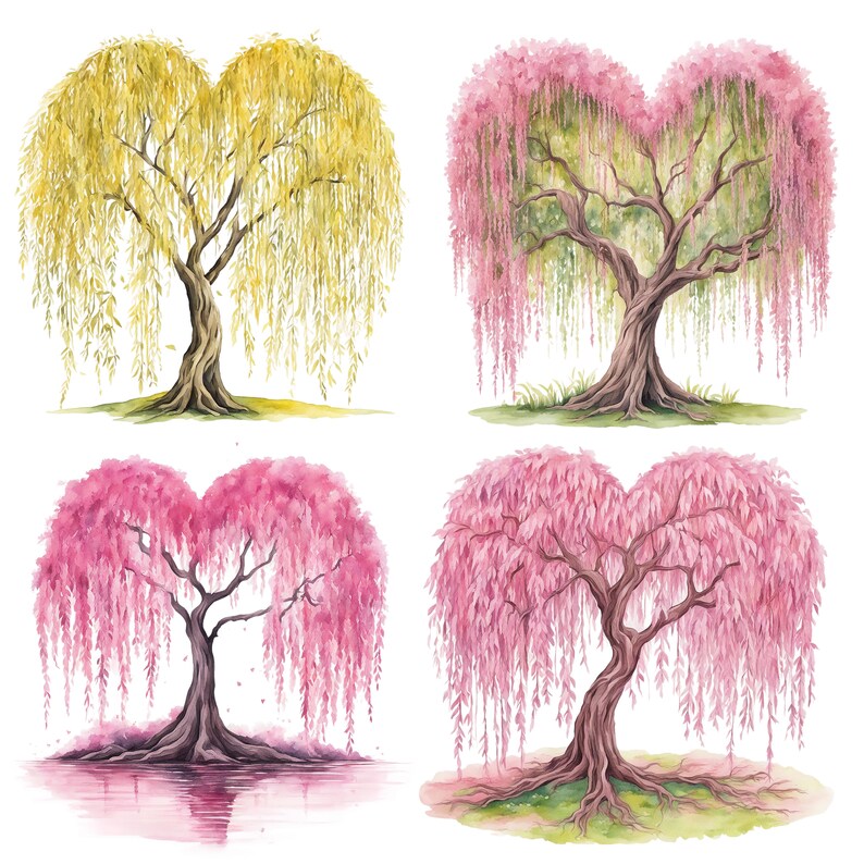 Weeping Willow Tree Heart Shaped Watercolor Clipart PNG Bundle Romantic ...