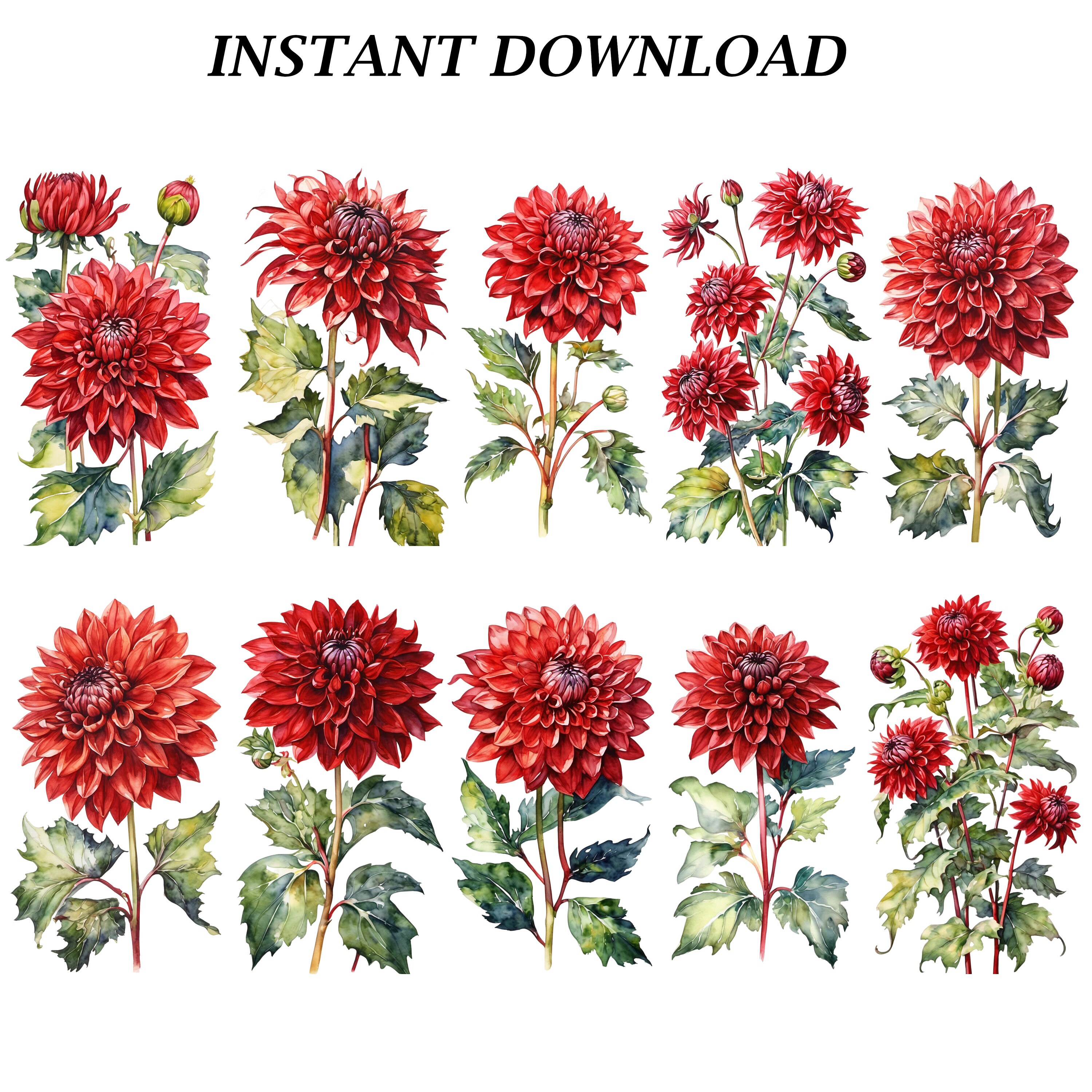 Dahlia Flower Clipart PNG Watercolor Dahlia Flower Clipart Digital ...