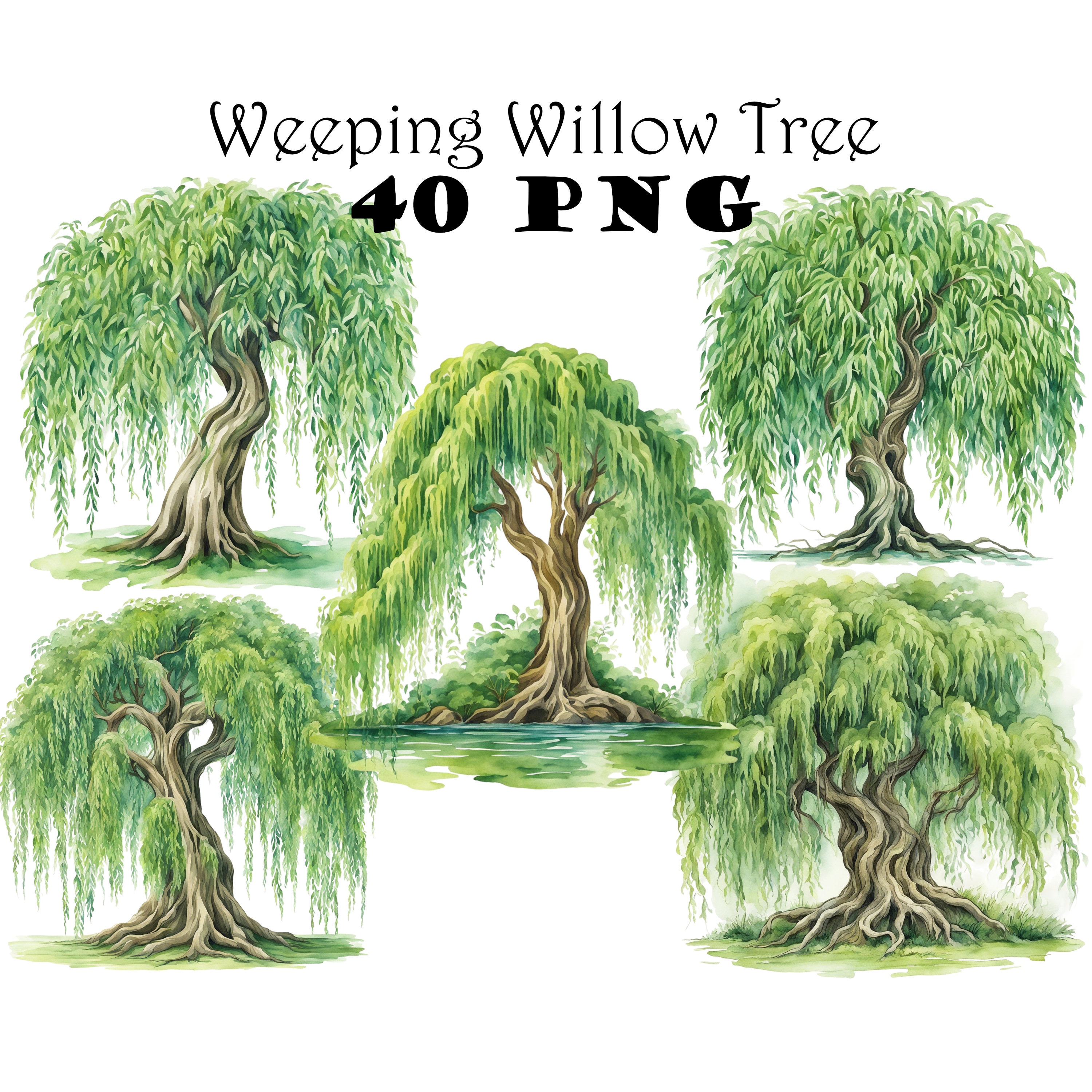 Watercolor Weeping Willow Tree Clipart PNG Willow Tree Graphics ...
