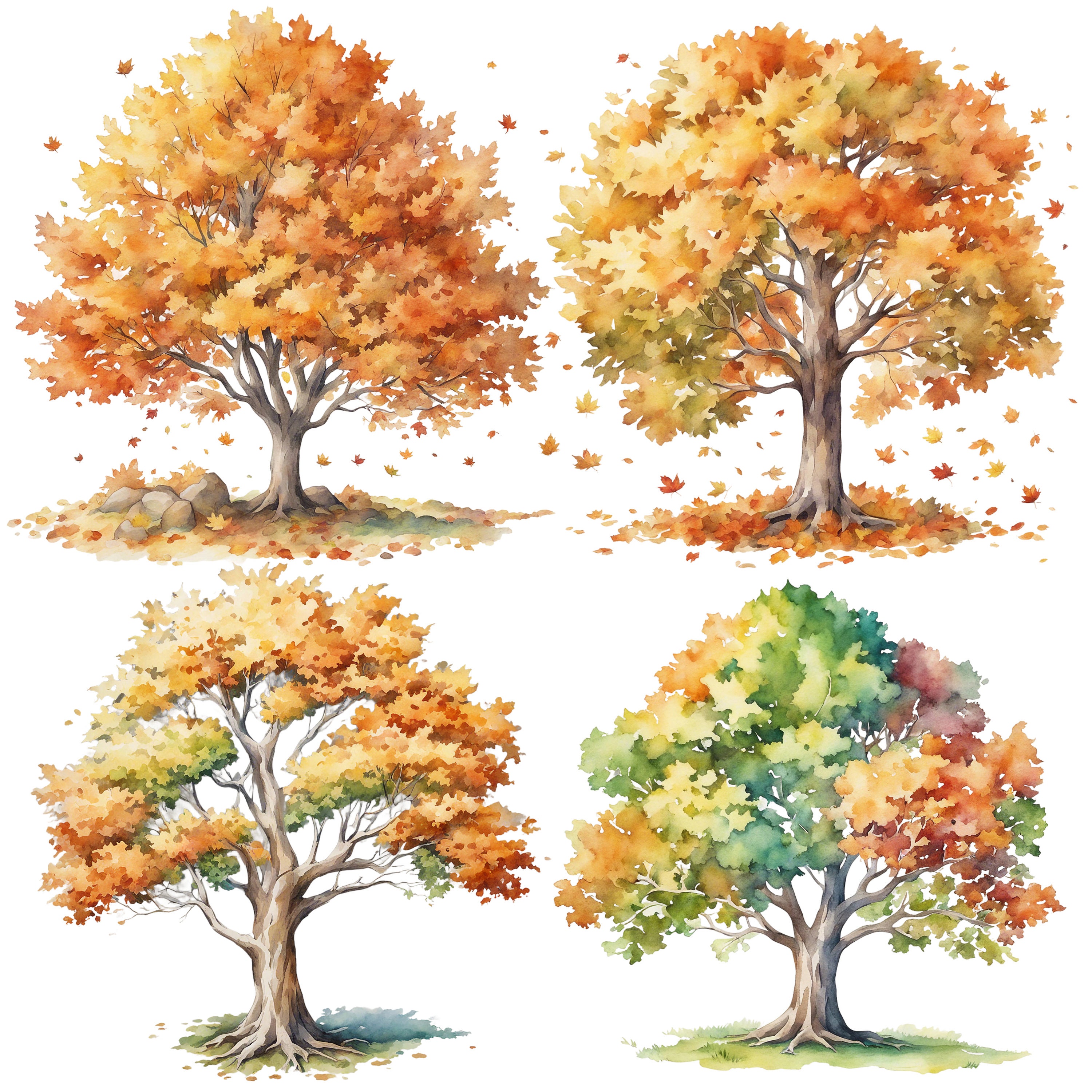 Sycamore Tree Watercolor 4 Seasons Clipart PNG Sycamore Tree ...