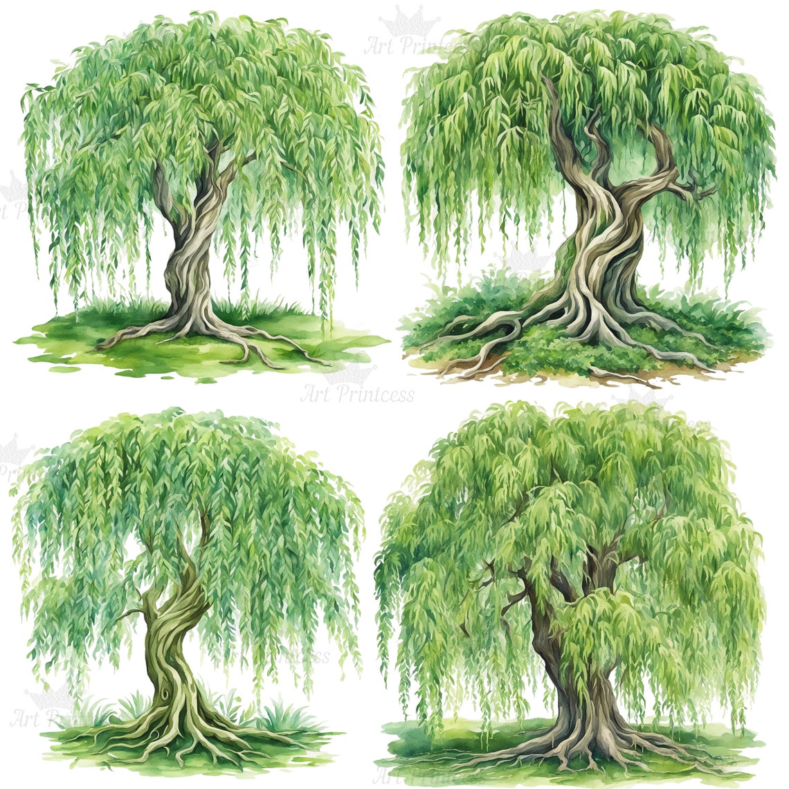 Watercolor Weeping Willow Tree Clipart PNG Willow Tree Graphics Transparent Background Willow ...