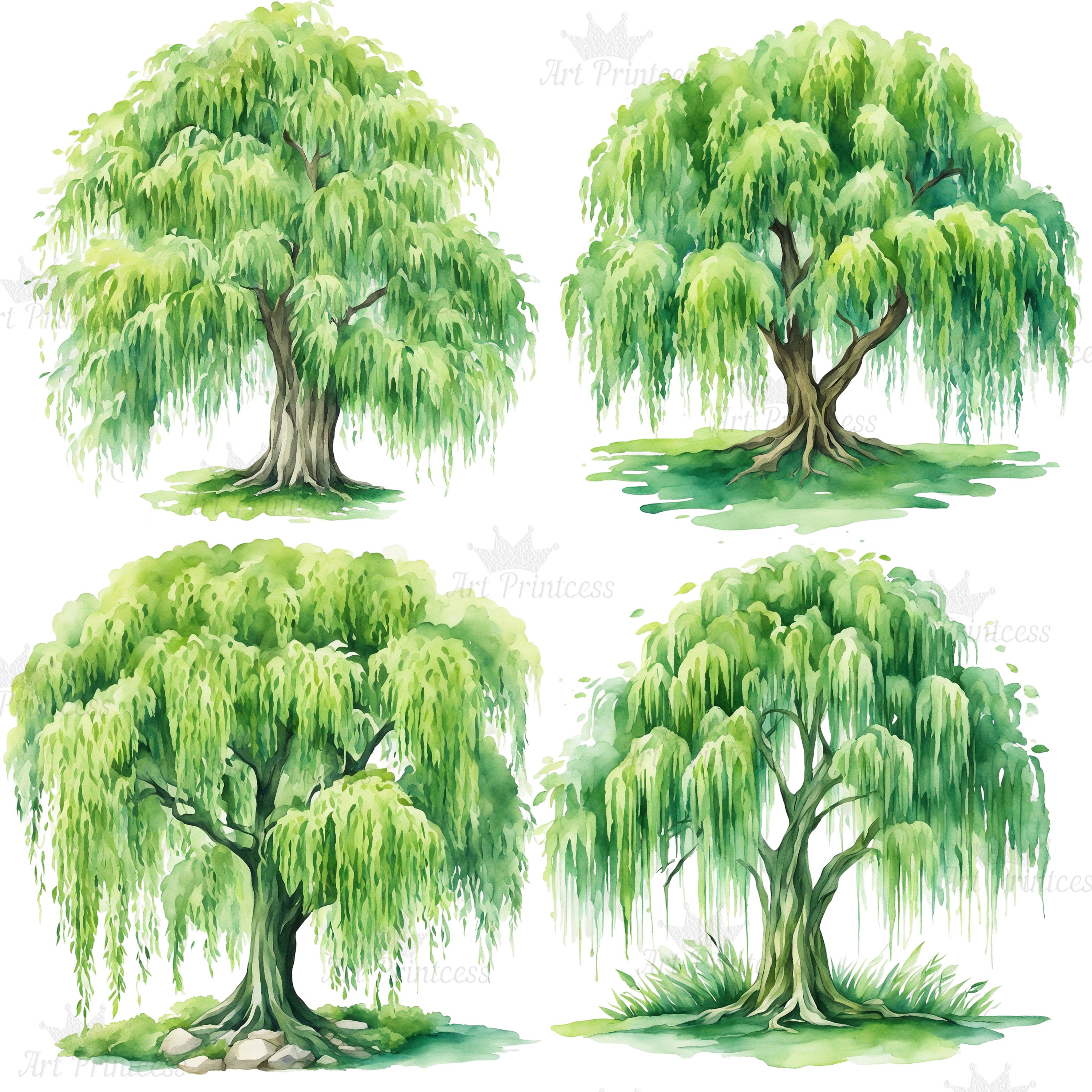 Watercolor Weeping Willow Tree Clipart PNG Willow Tree Graphics ...