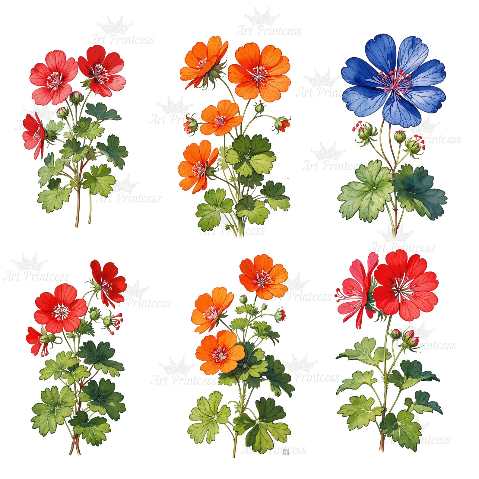 Watercolor Geranium Flower Clipart 50 PNG Red Purple White Pink ...