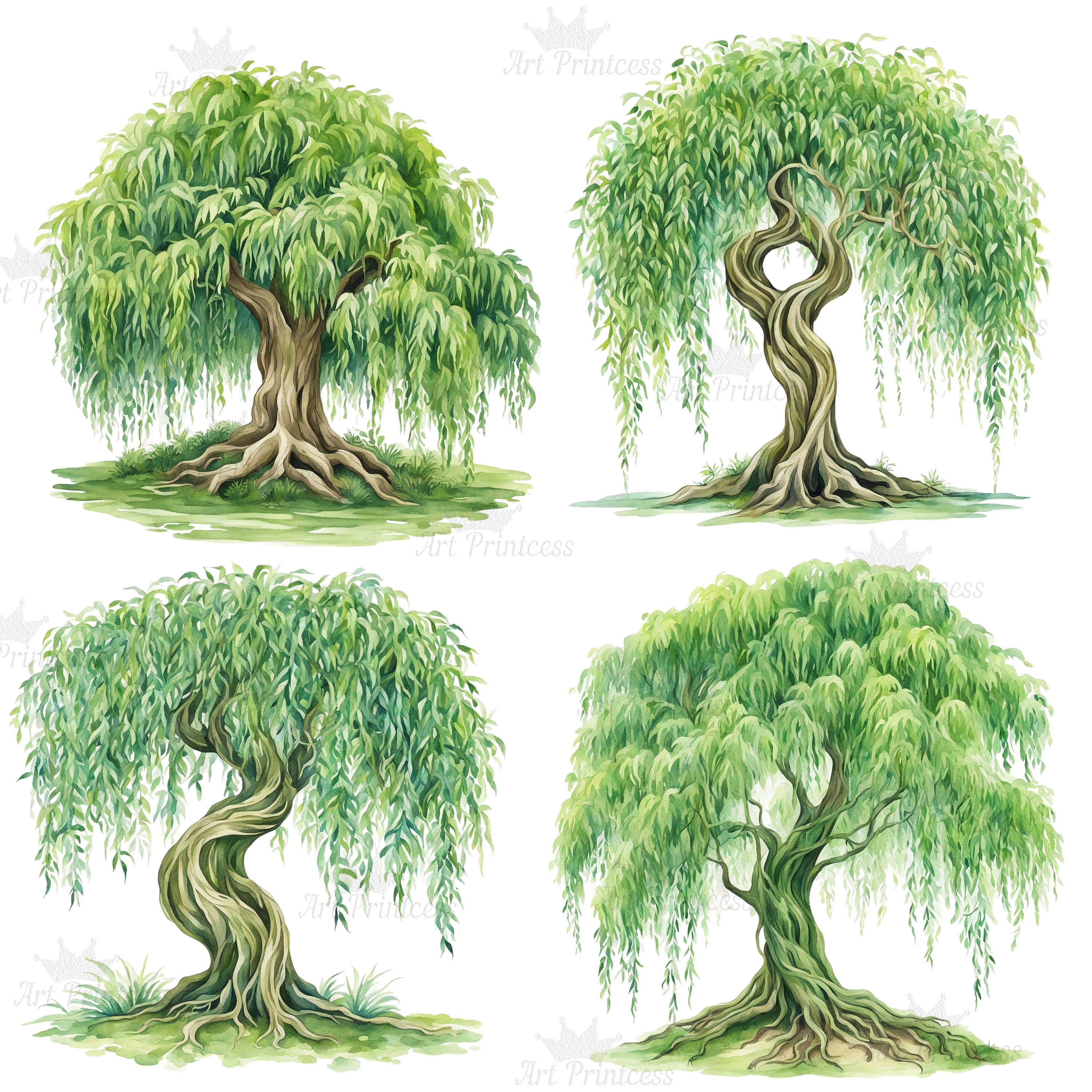 Watercolor Weeping Willow Tree Clipart PNG Willow Tree Graphics ...