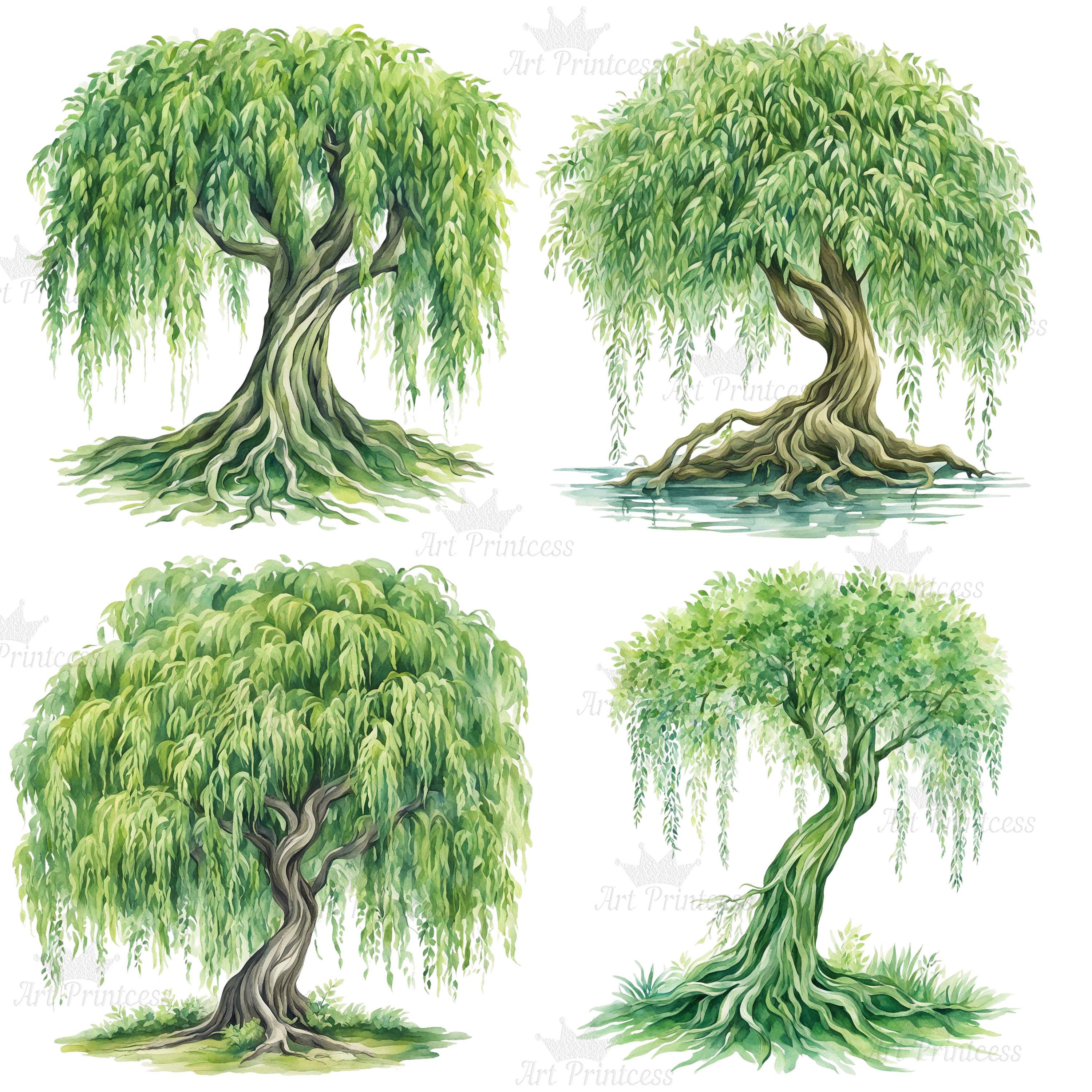 Watercolor Weeping Willow Tree Clipart PNG Willow Tree Graphics ...