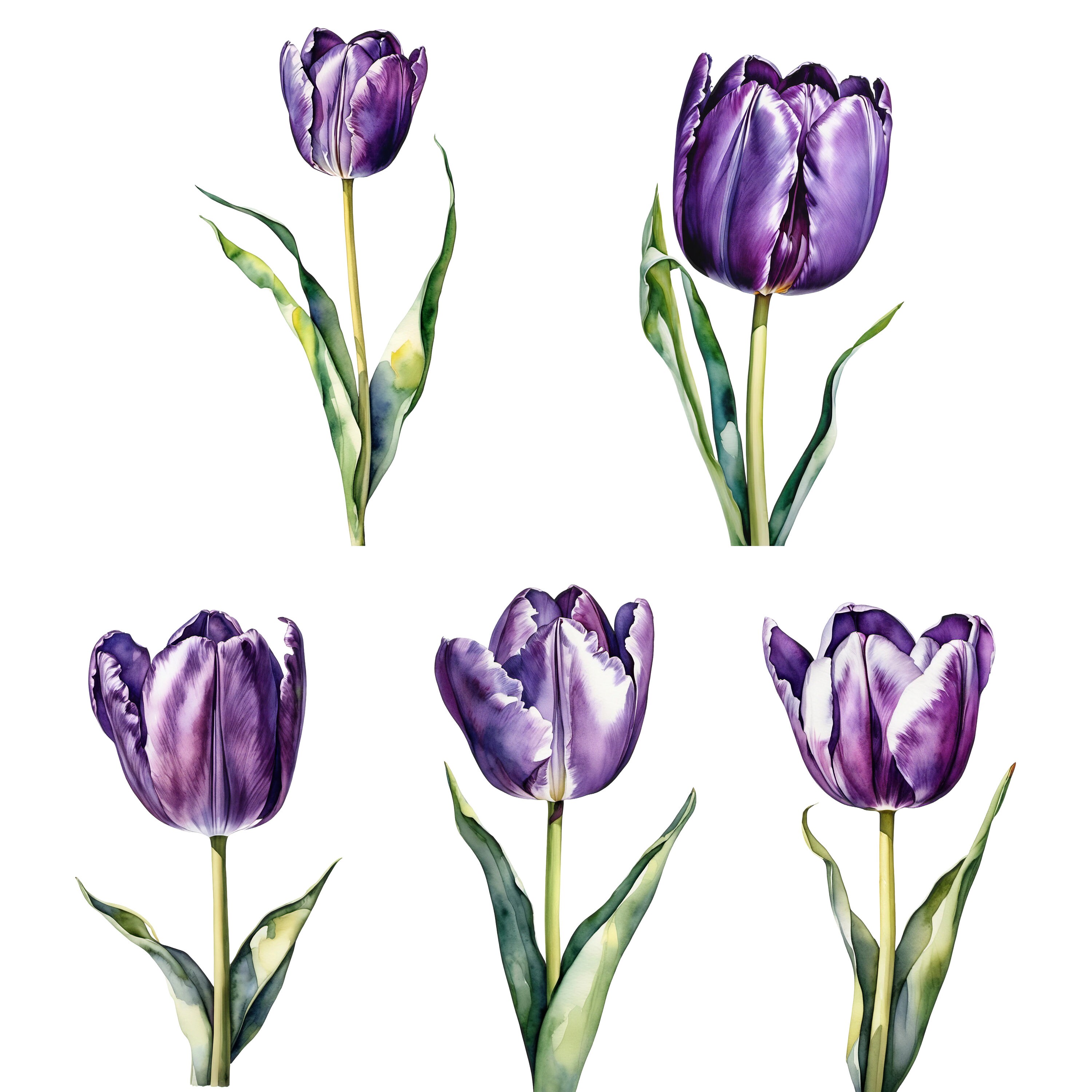 Tulip Flower Watercolor Clipart PNG Tulip Flower Single Stalks ...