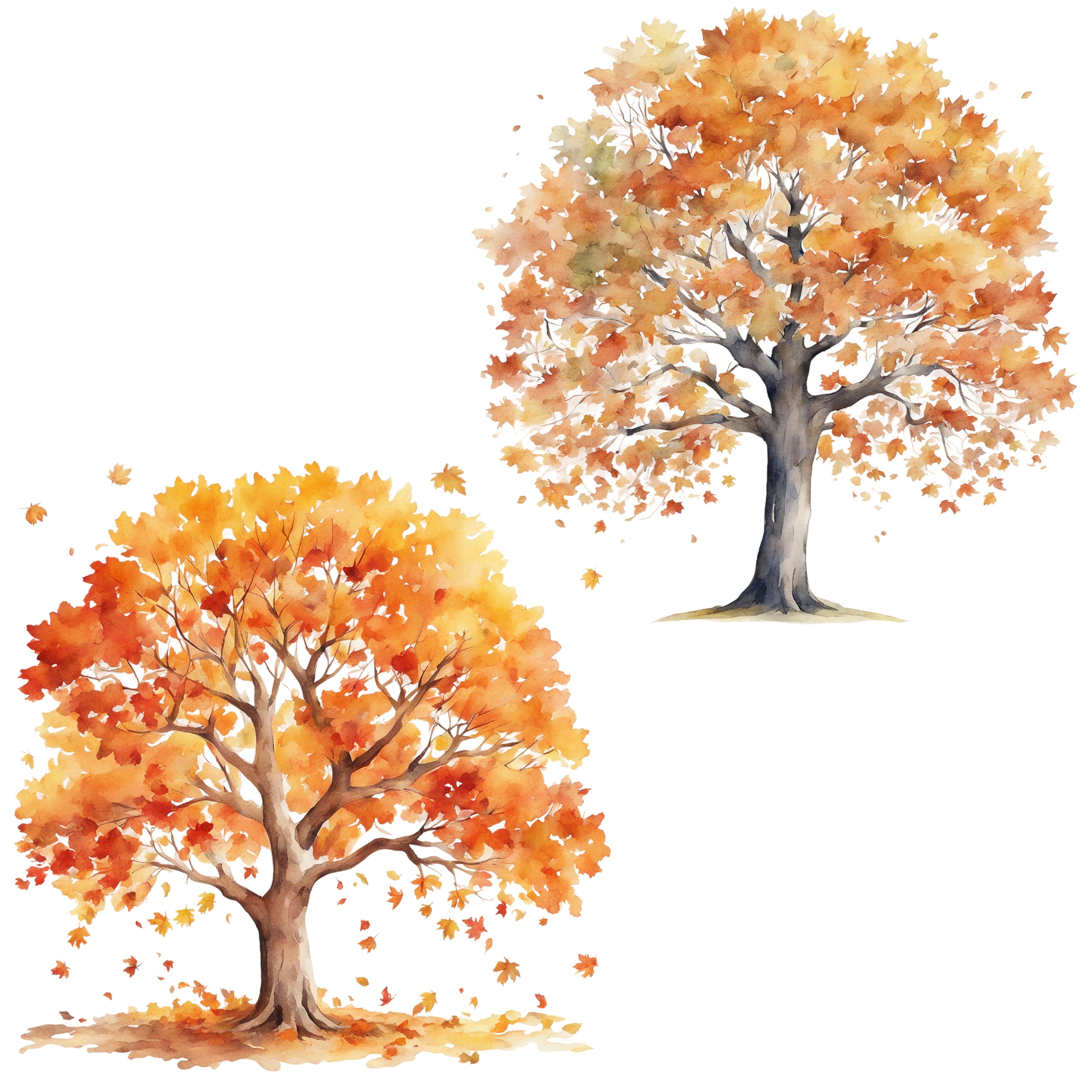 Sycamore Tree Watercolor 4 Seasons Clipart PNG Sycamore Tree ...