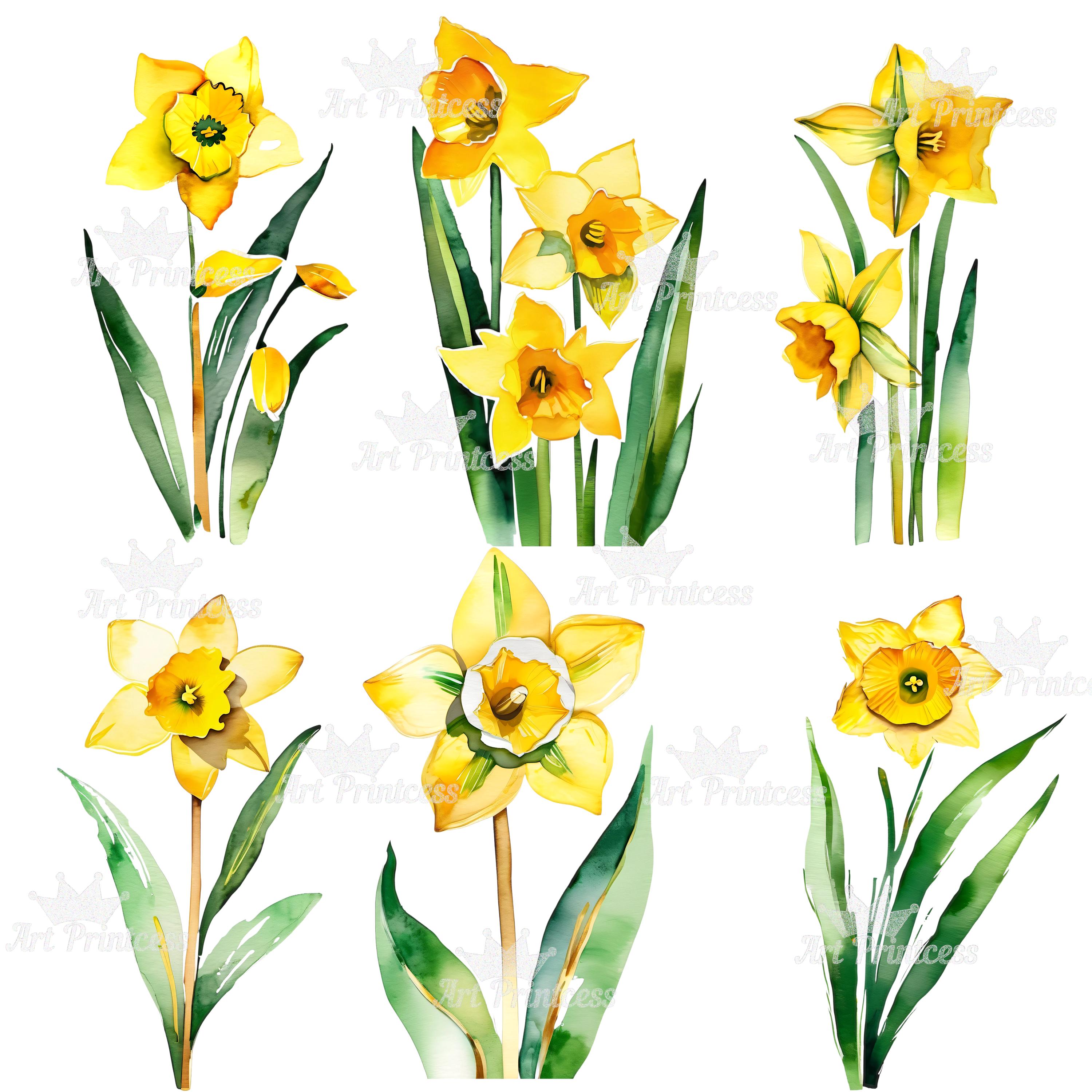 Daffodil Watercolor Clipart: Spring Floral PNG Bundle (50 Files) - Etsy
