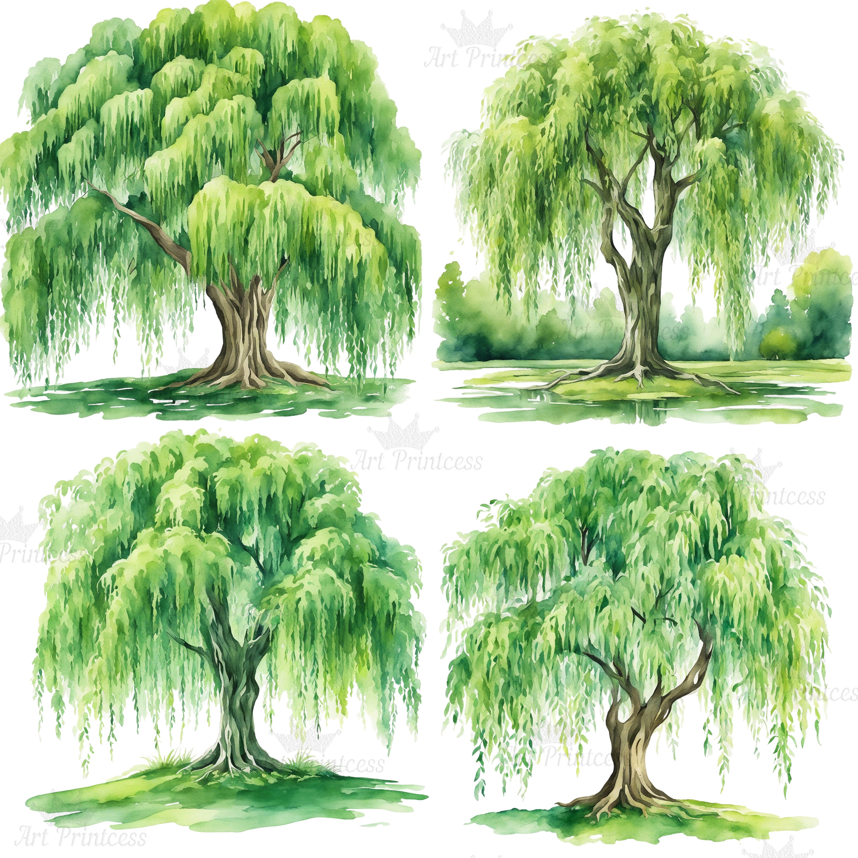 Watercolor Weeping Willow Tree Clipart PNG Willow Tree Graphics ...