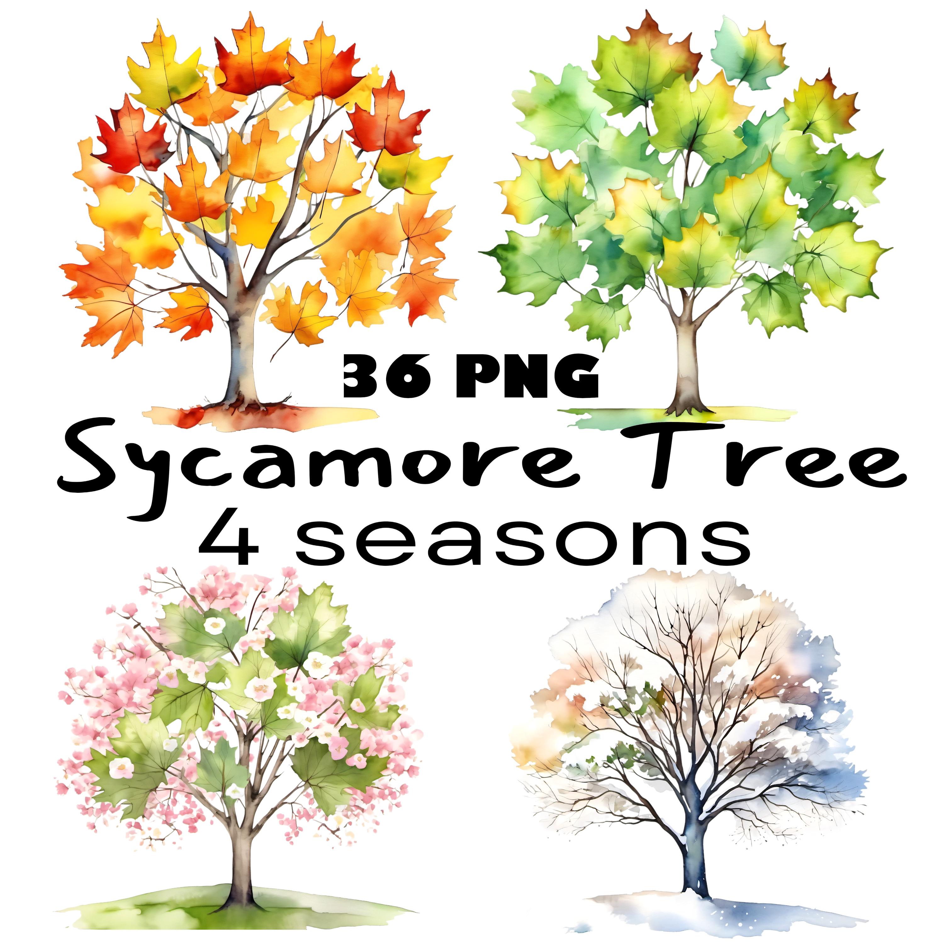 Sycamore Tree Watercolor 4 Seasons Clipart 36 PNG Sycamore Tree ...
